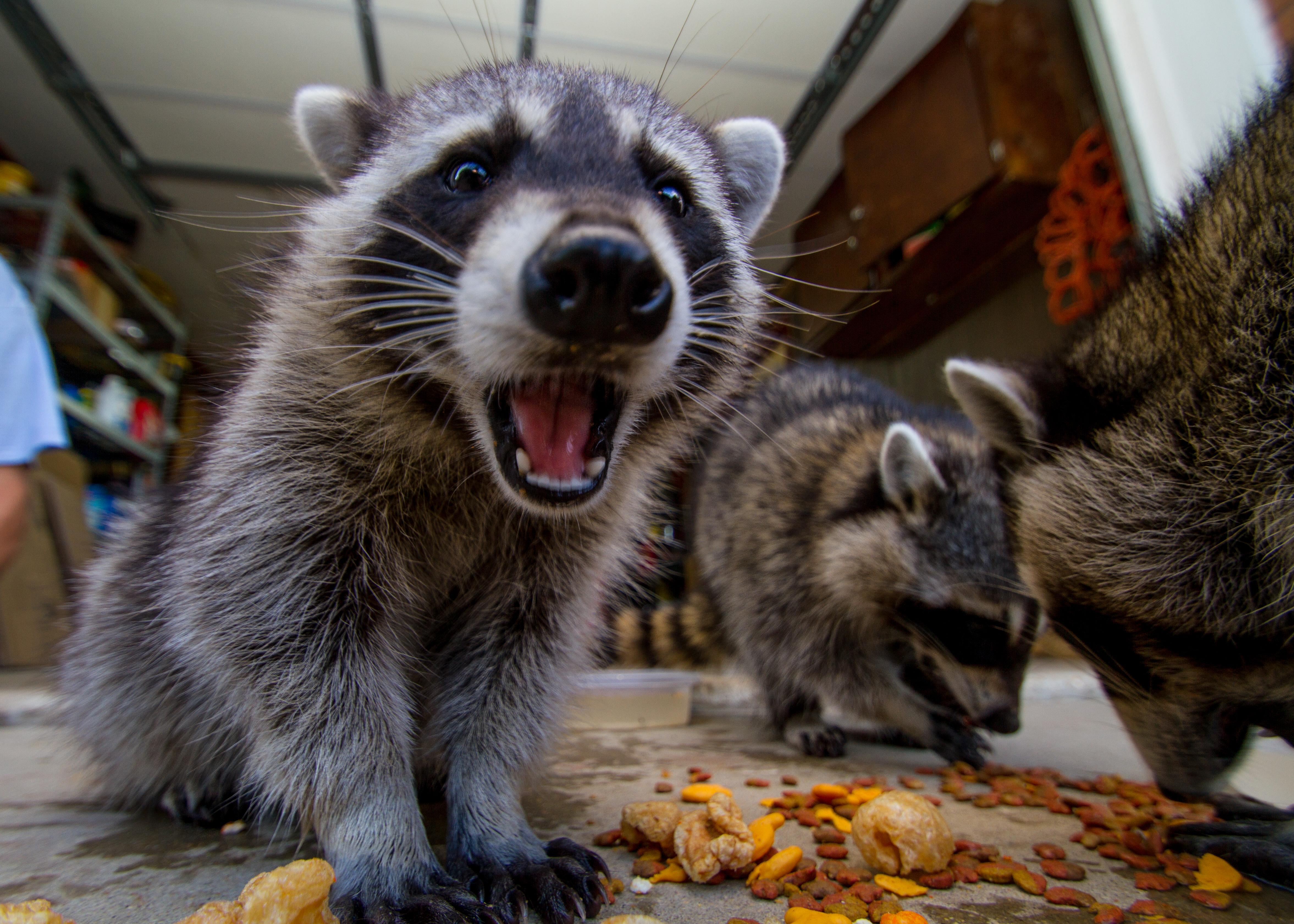 Chow down pandas! | Scrolller