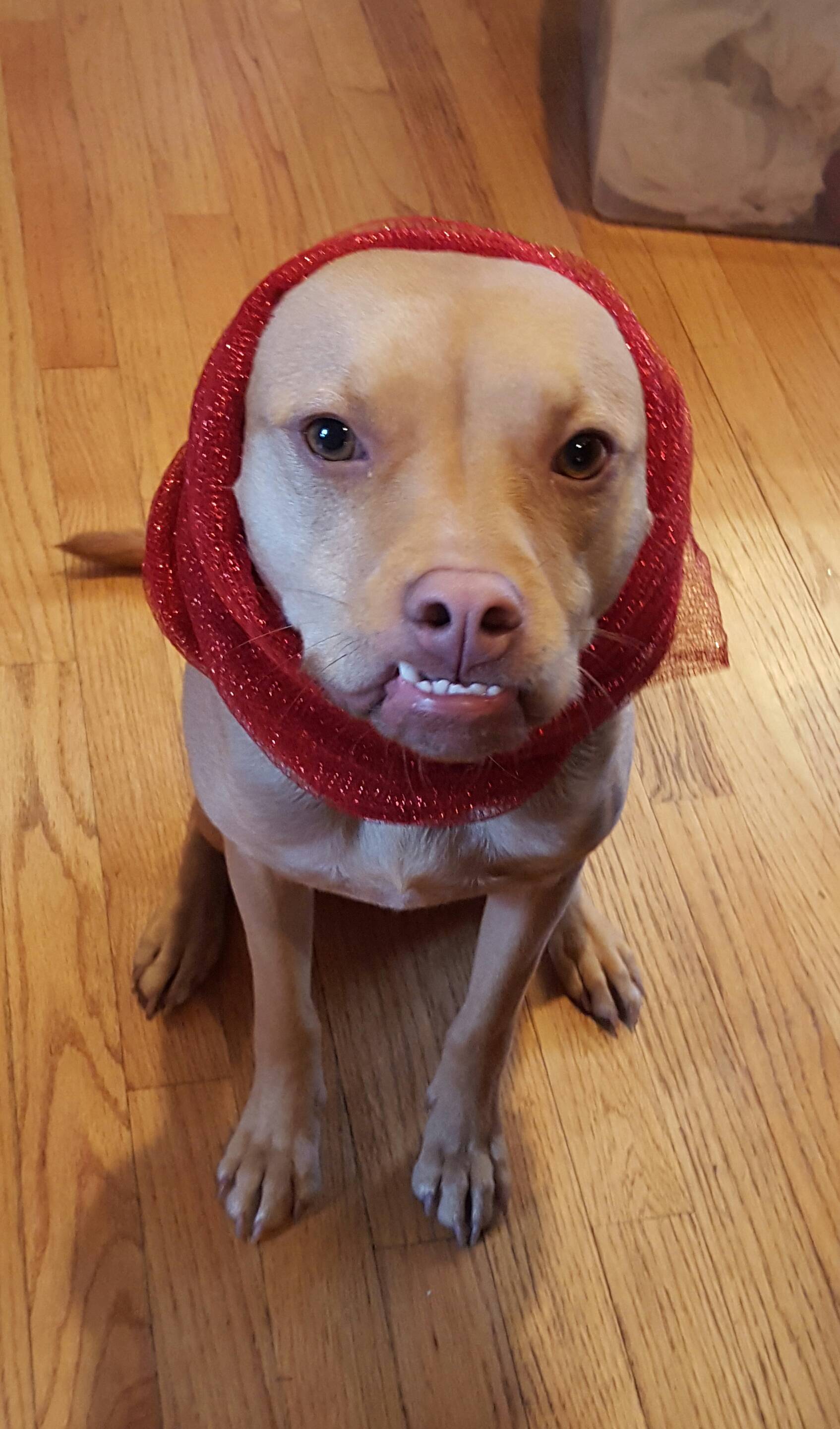 Christmas Cheer Scrolller