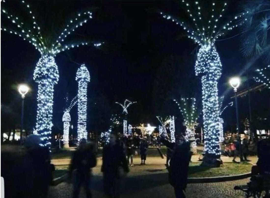 Christmas lights on palm trees | Scrolller