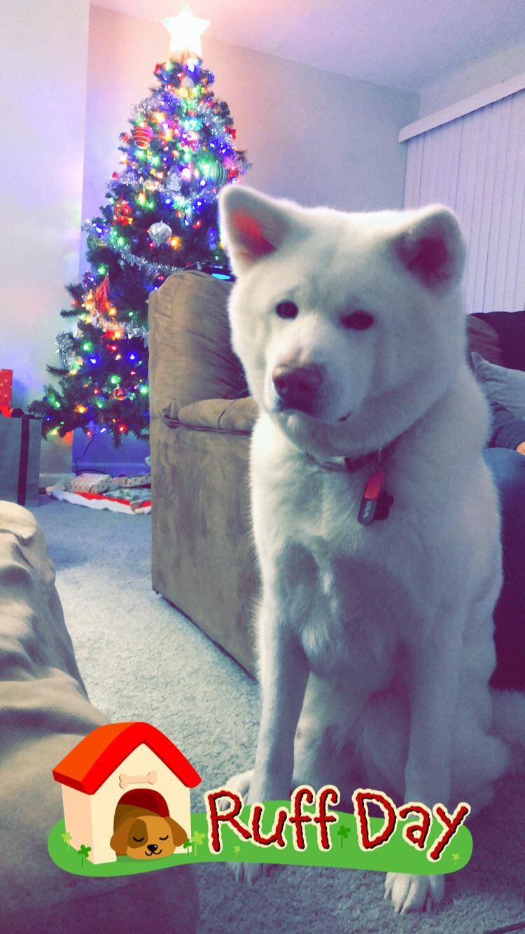 Christmas pupper 🙃 | Scrolller