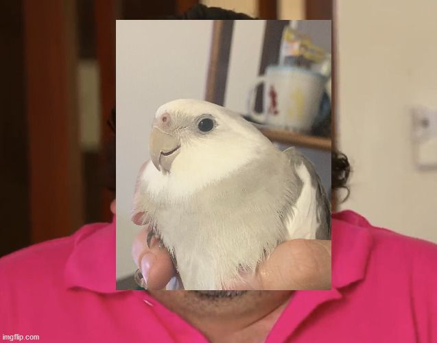 Chubby birb | Scrolller