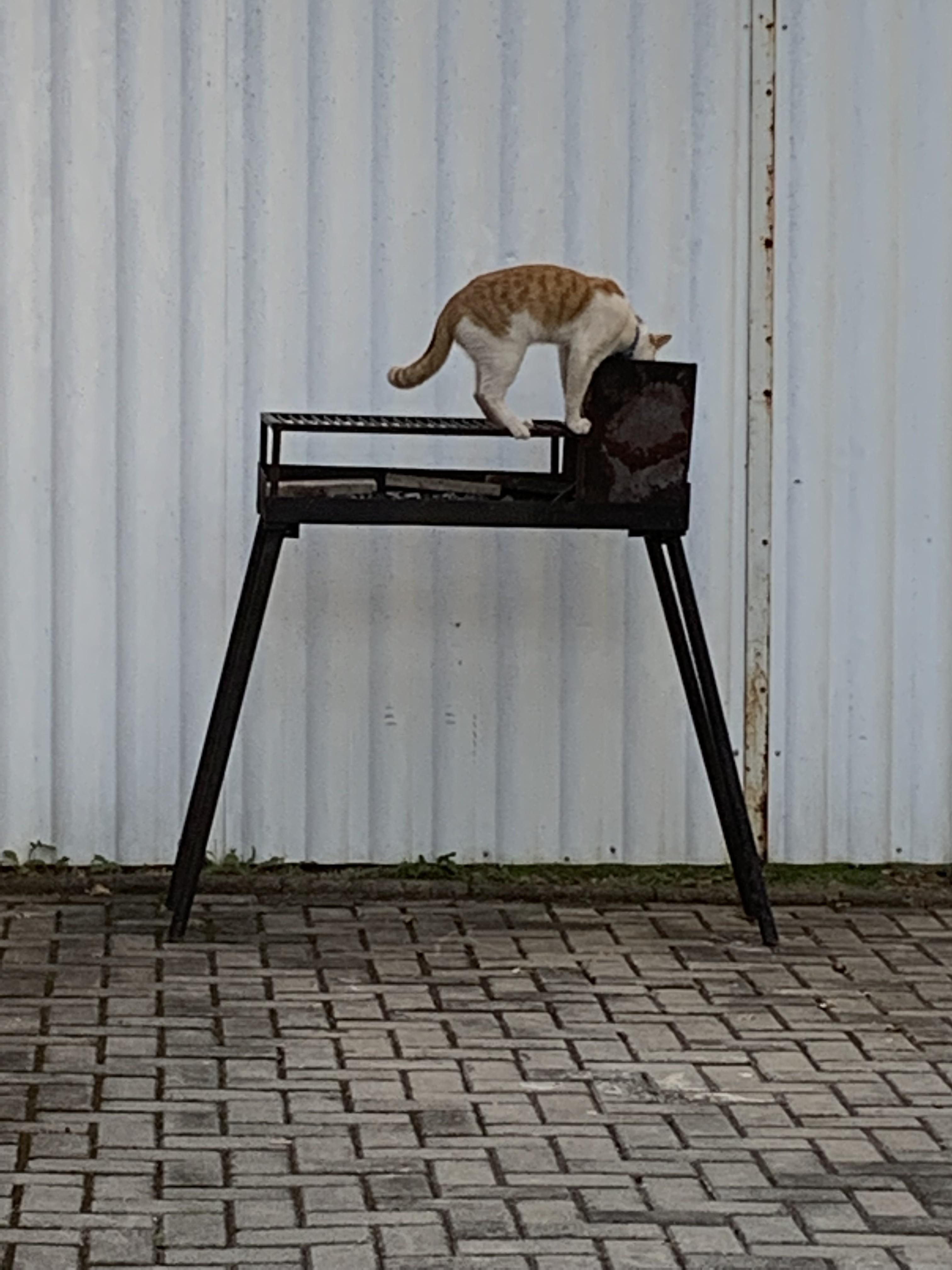 Churrasquinho hj vai ter | Scrolller