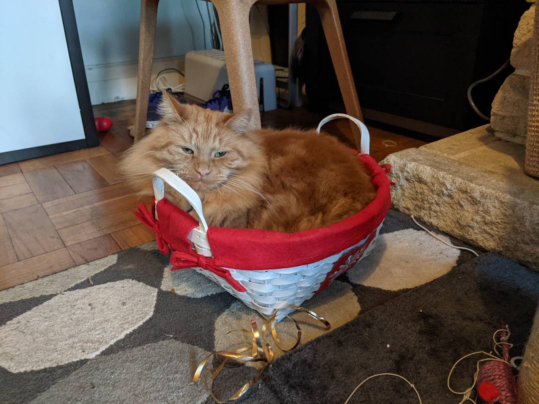 Circular Christmas Cat Hamper! | Scrolller