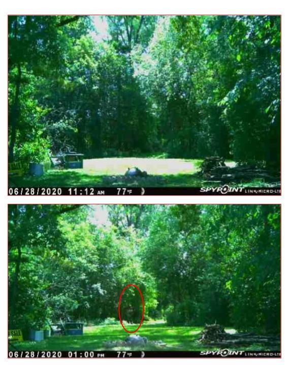 Clarification post: Trailcam captures figure in woodline | Scrolller