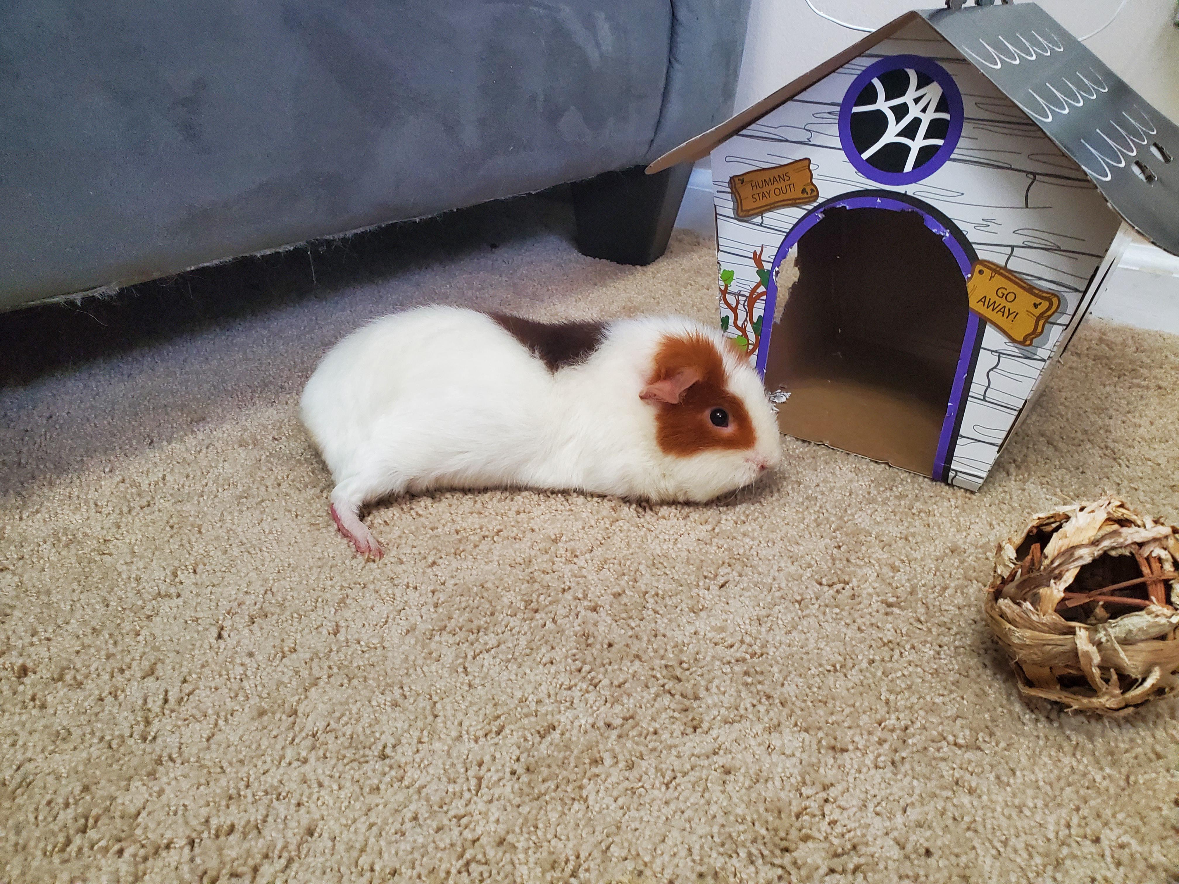 Classic FOF from Cleopatra! | Scrolller