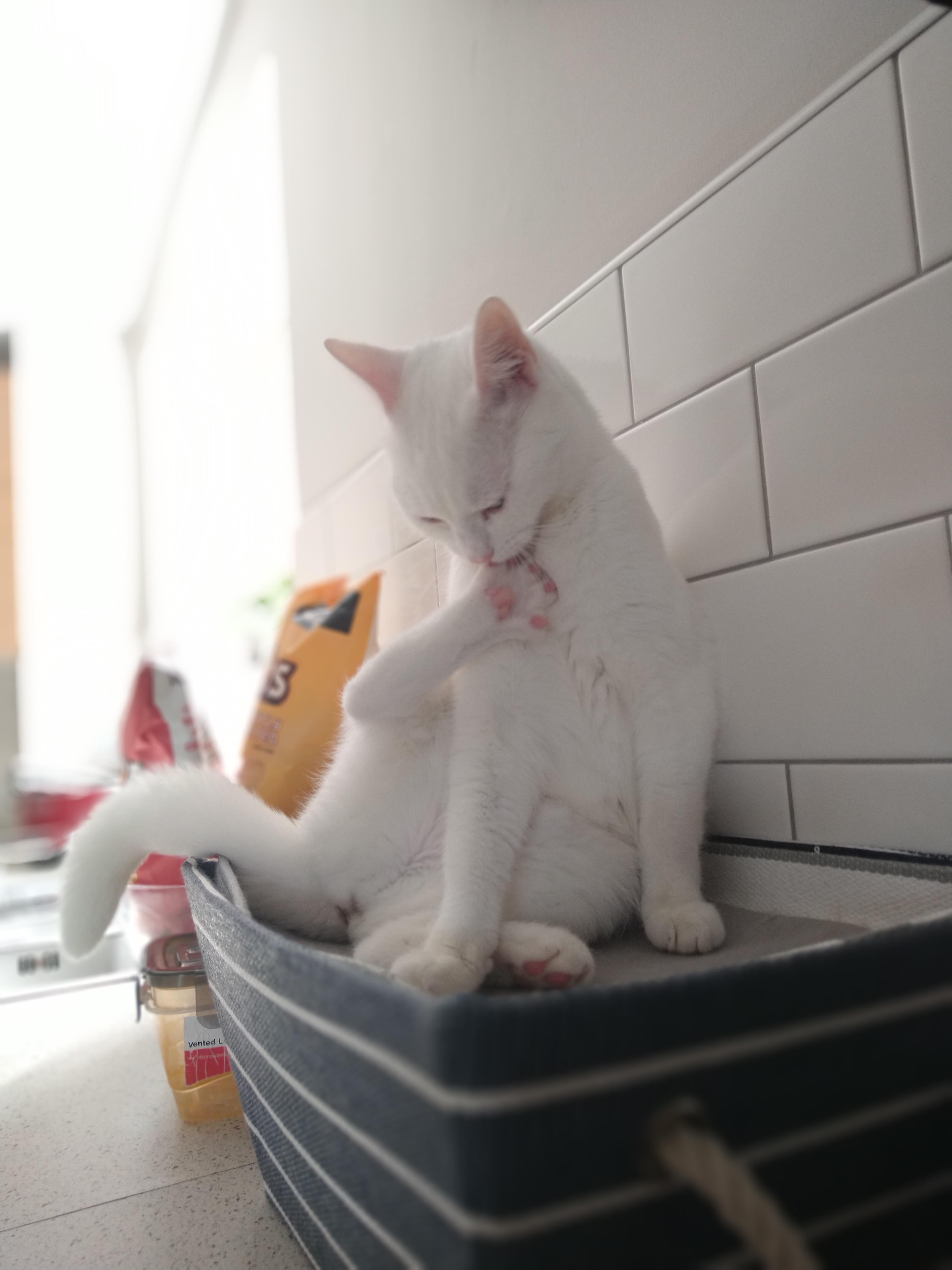 Cleaning them toe beans! Posted earlier on another sub but it probably belongs here too! | Scrolller