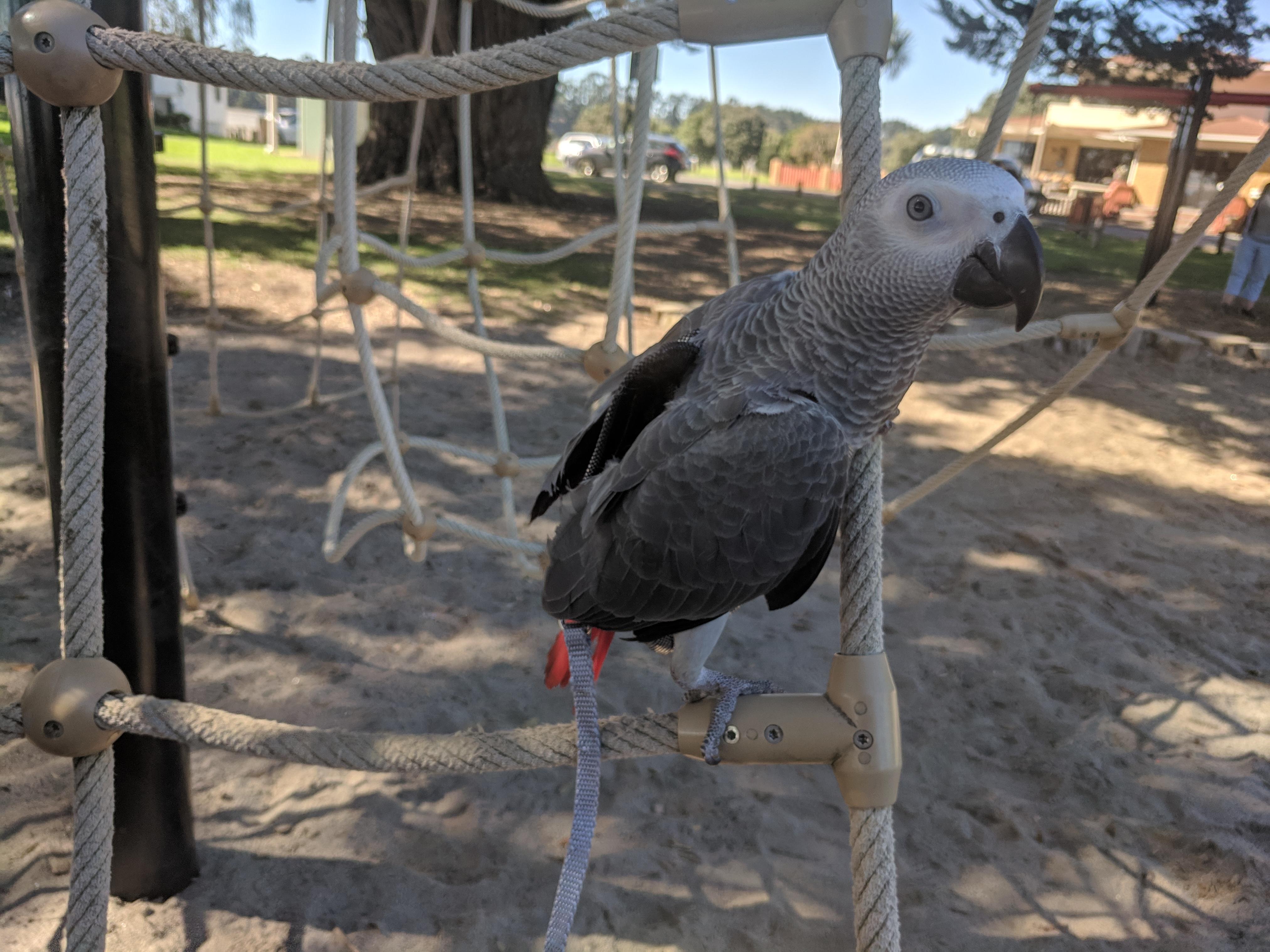 Climbing time is here again *sings* | Scrolller