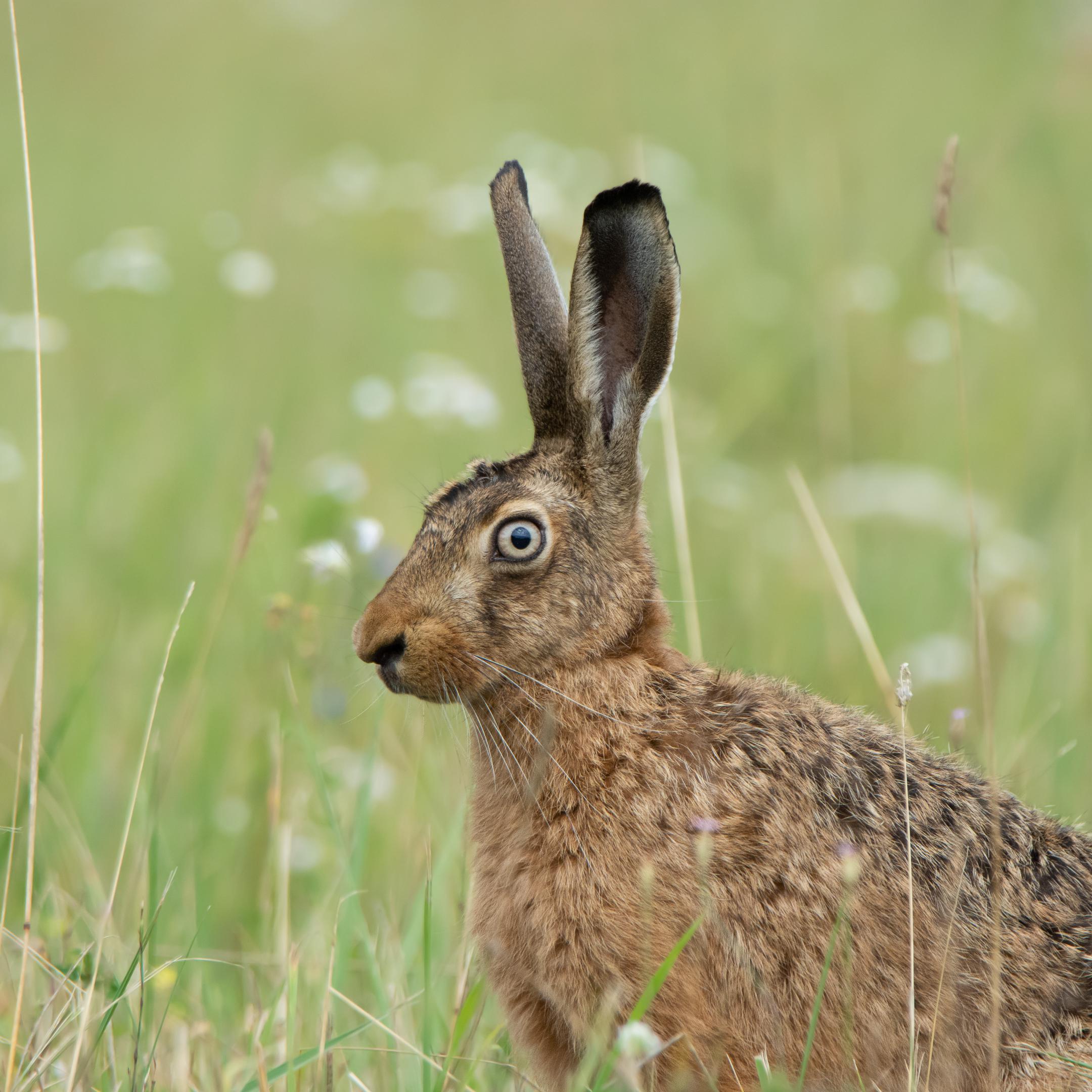 Close encounter with the european hare (Lapus europaeus). Nikon D7200 + Tamron 150-600 G2 ...