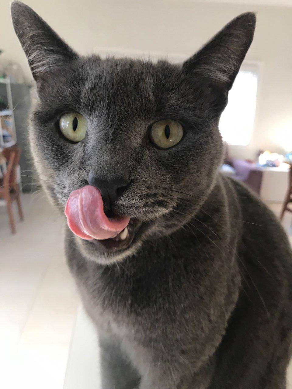 Close up mlem | Scrolller