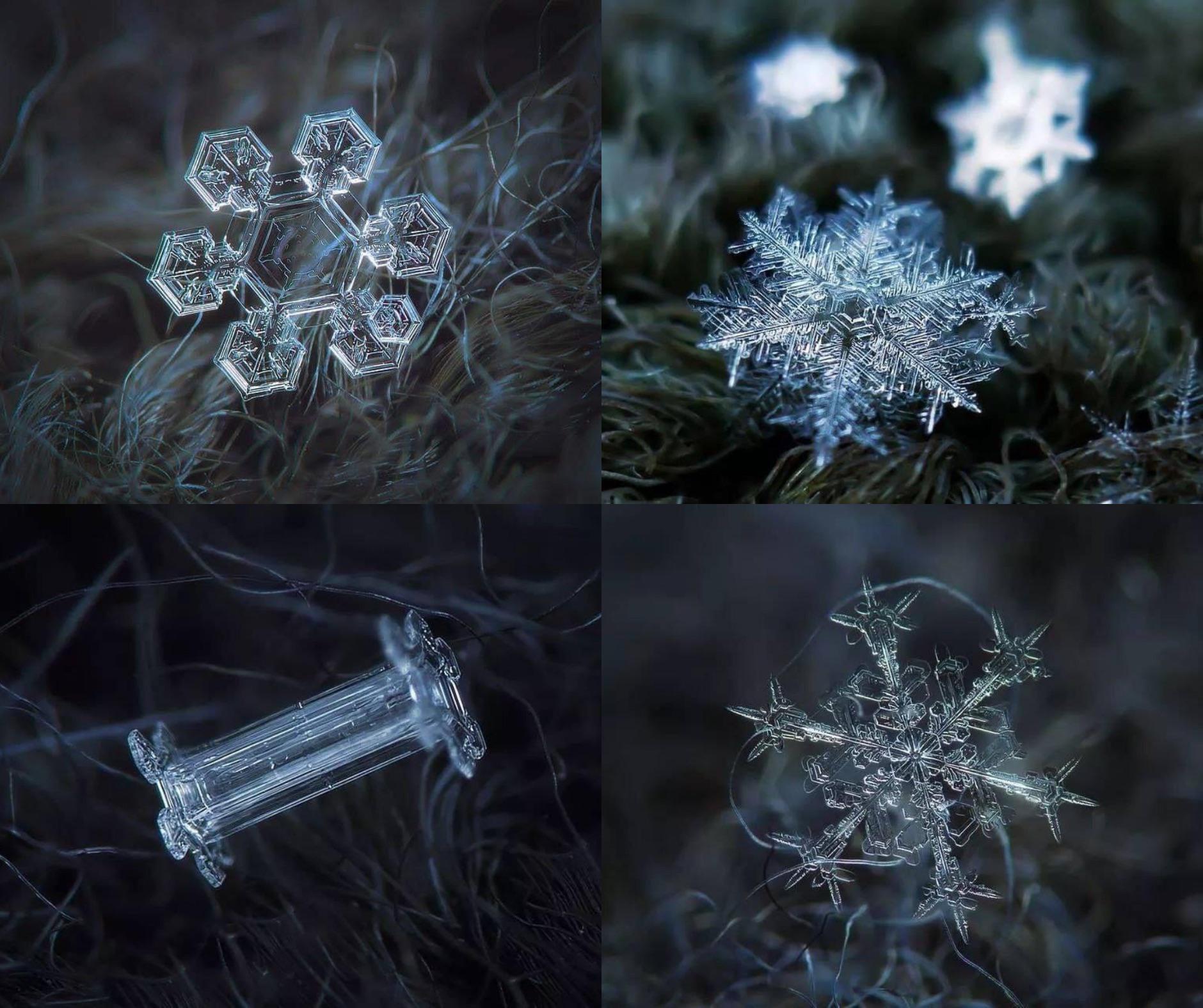🔥 Close Up with Nature, Macro Photography of Snowflakes 🔥 | Scrolller