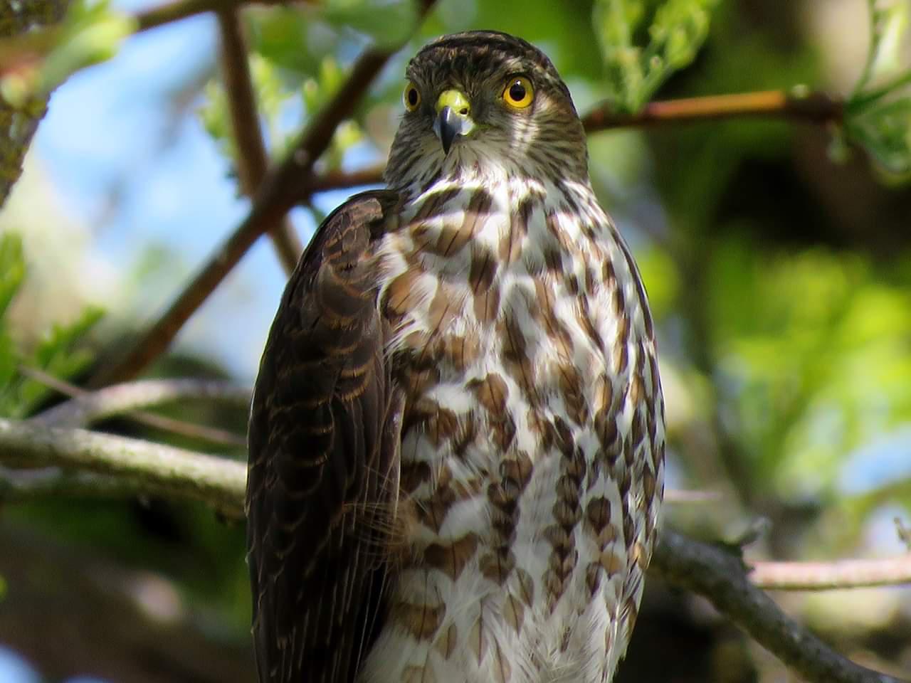 Closer look at the Sharp-shinned hawk. | Scrolller