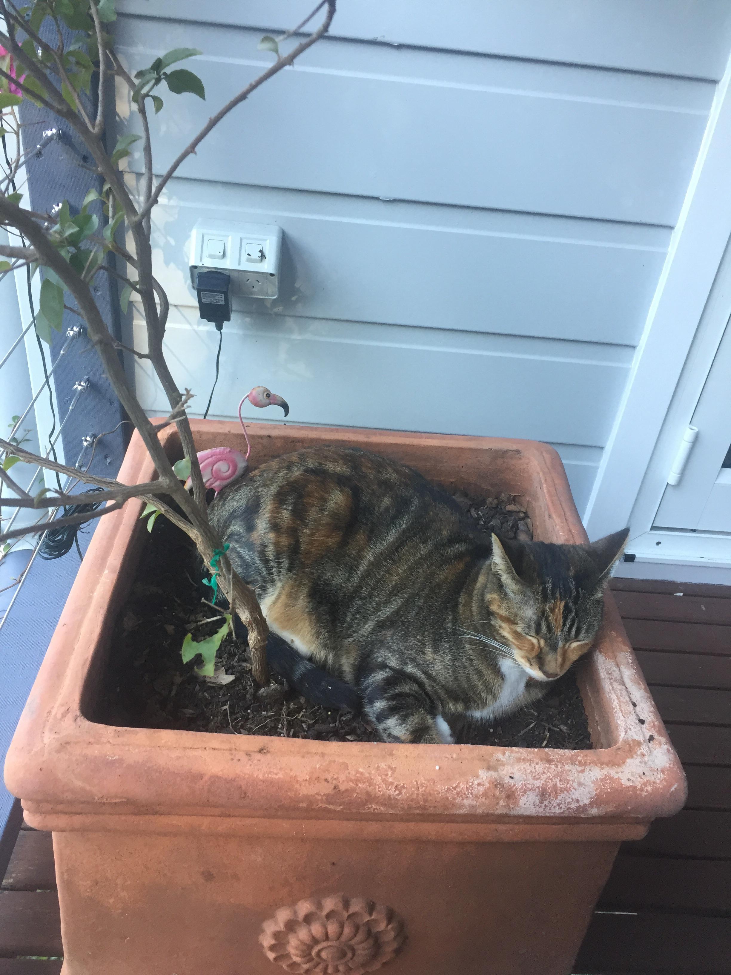 Clover, taking a load off | Scrolller