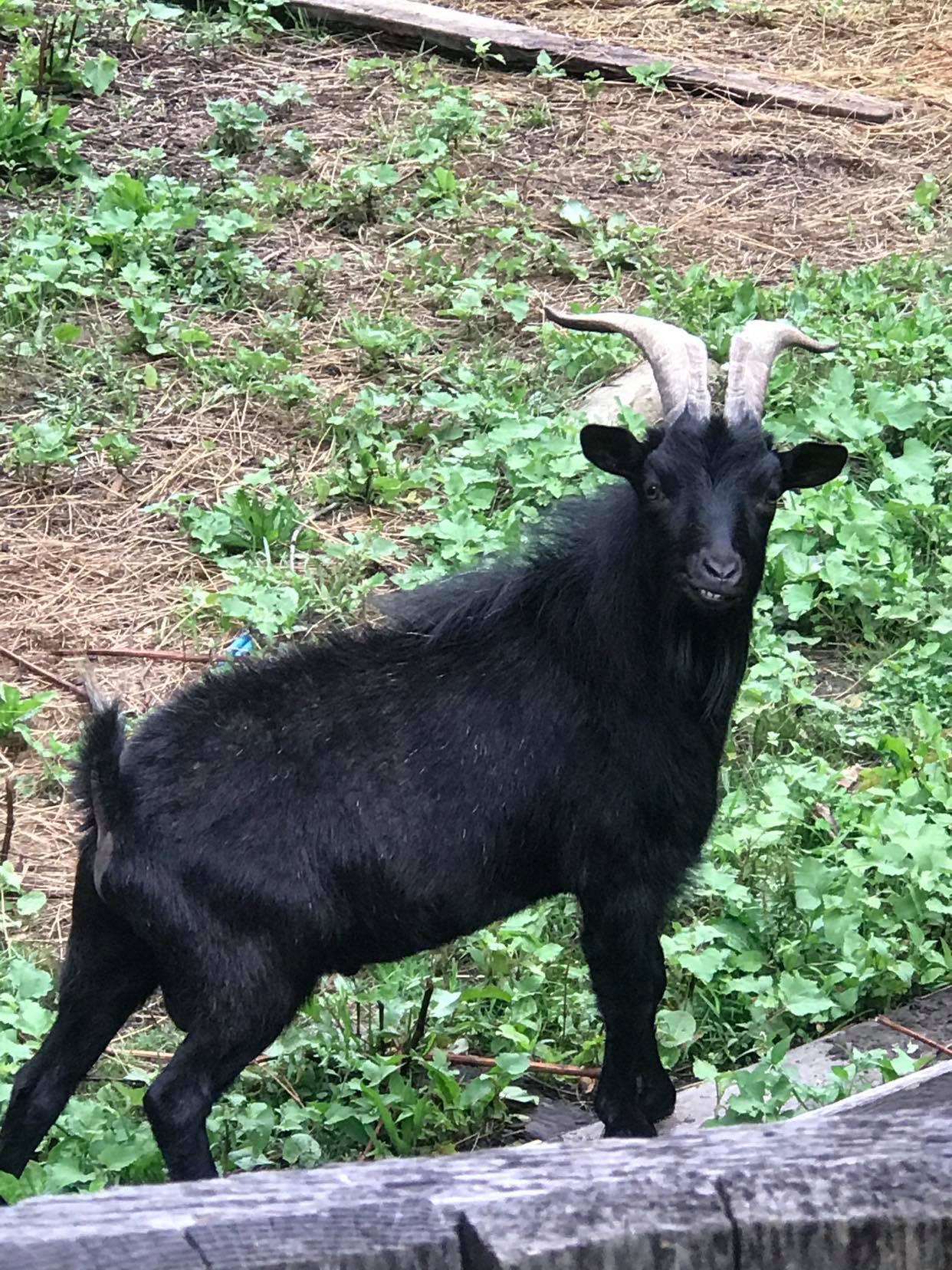 Clyde showing off his teeth | Scrolller