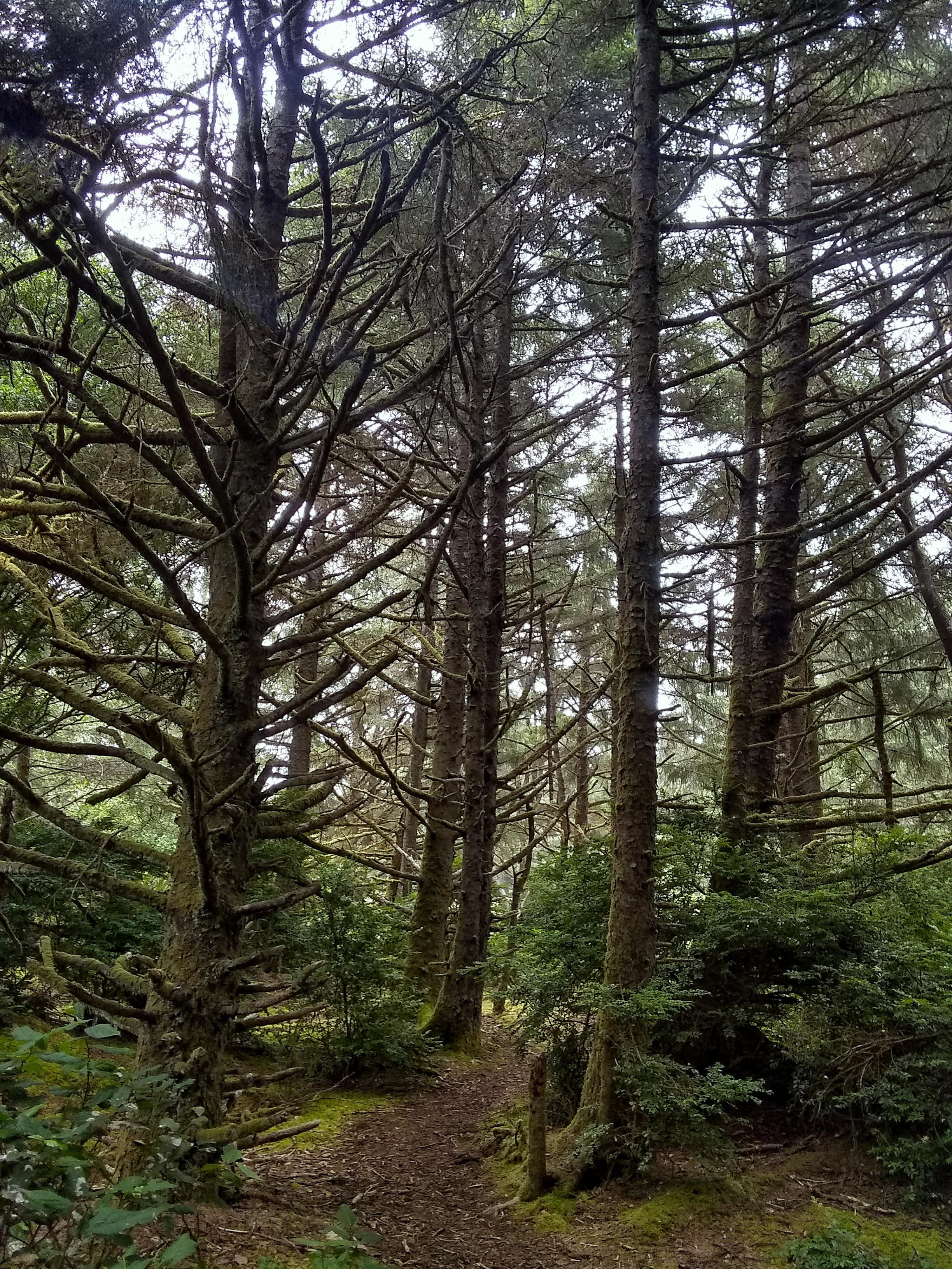 Coastal Forest at Ona Beach State Park, Oregon | Scrolller