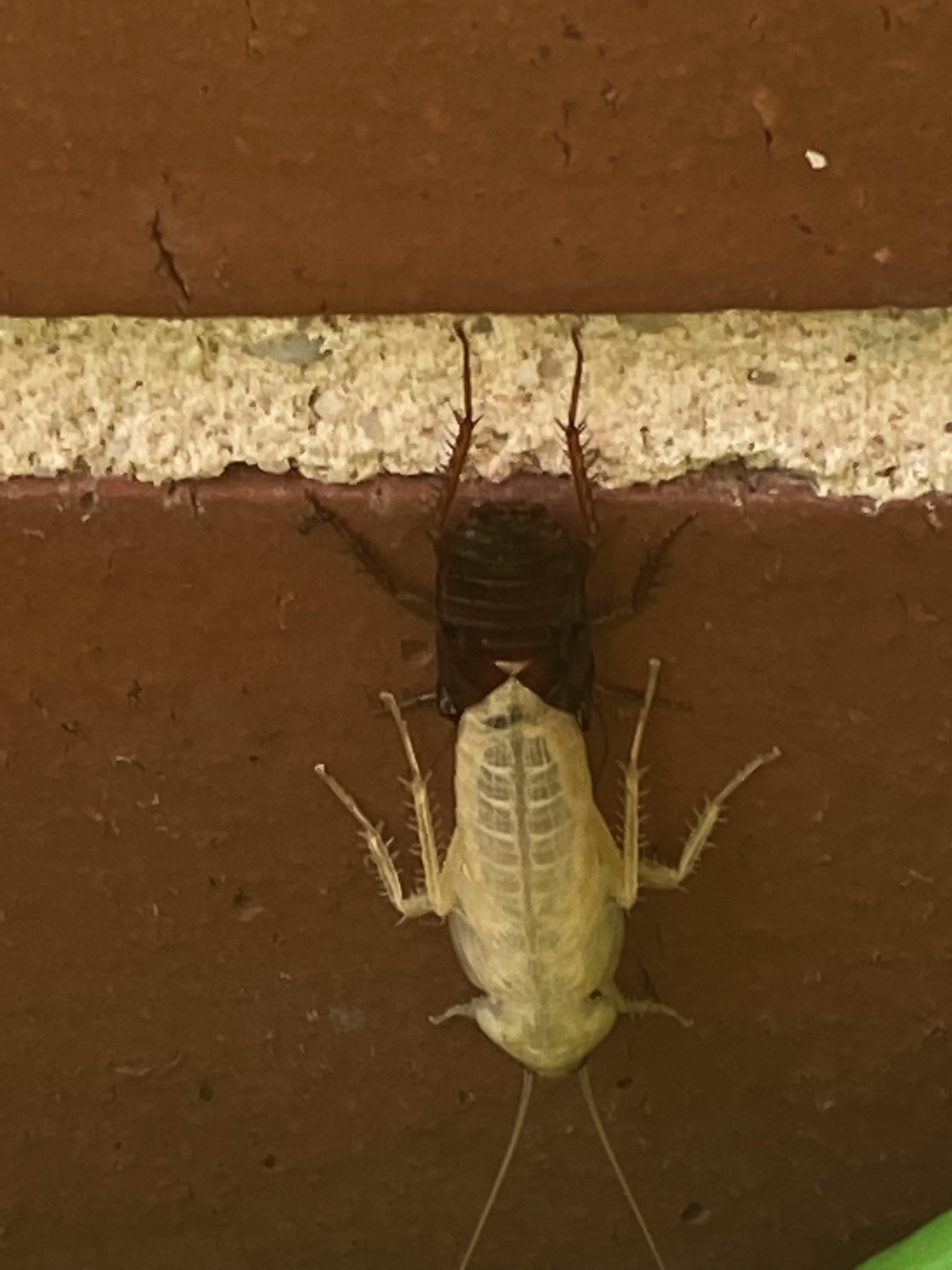 Cockroach shedding | Scrolller