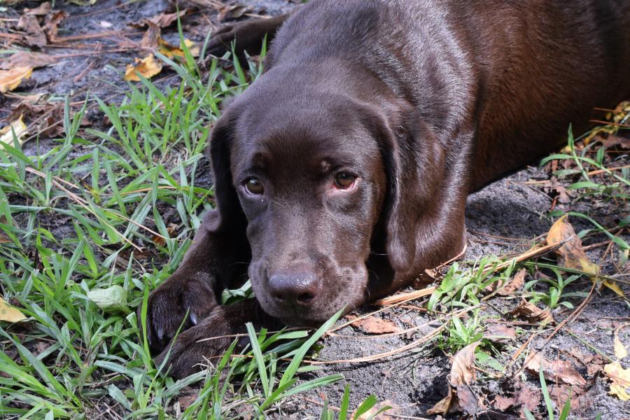 Coco Bean posing for the camera | Scrolller