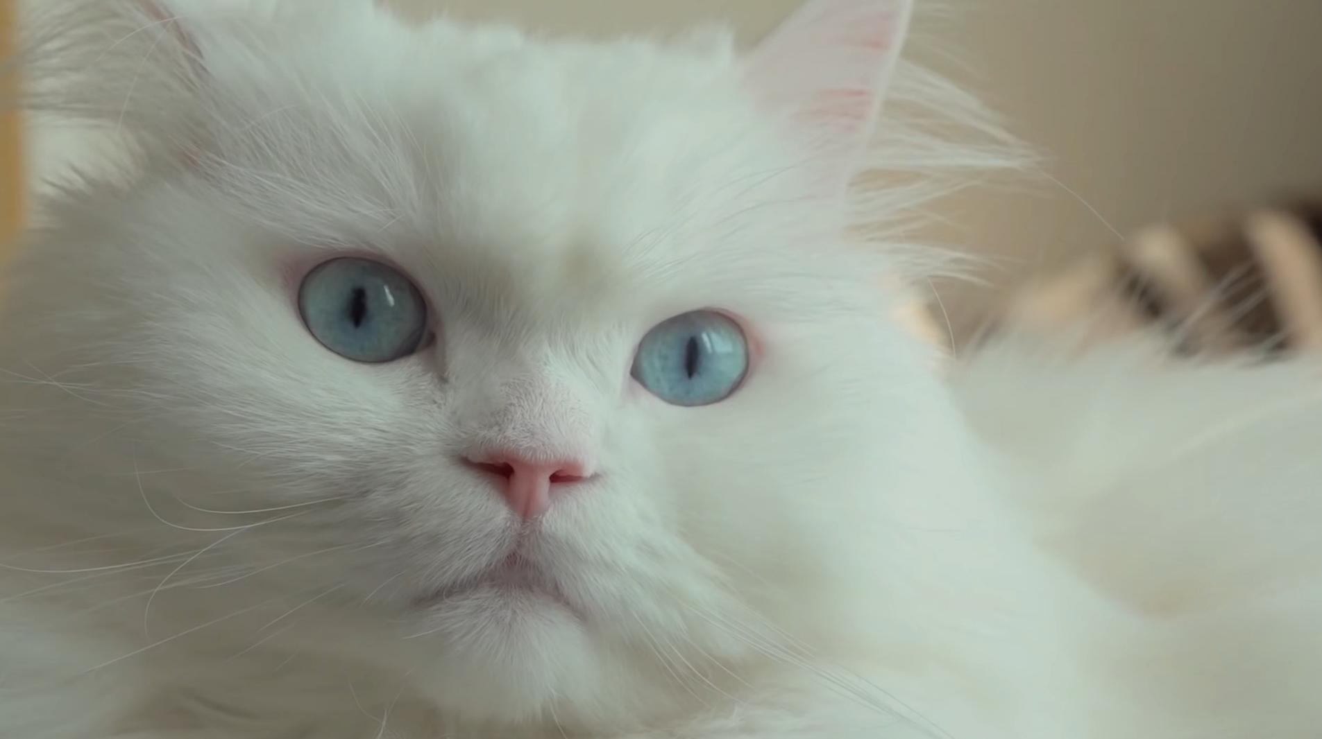 CoCo staring at your soul. | Scrolller