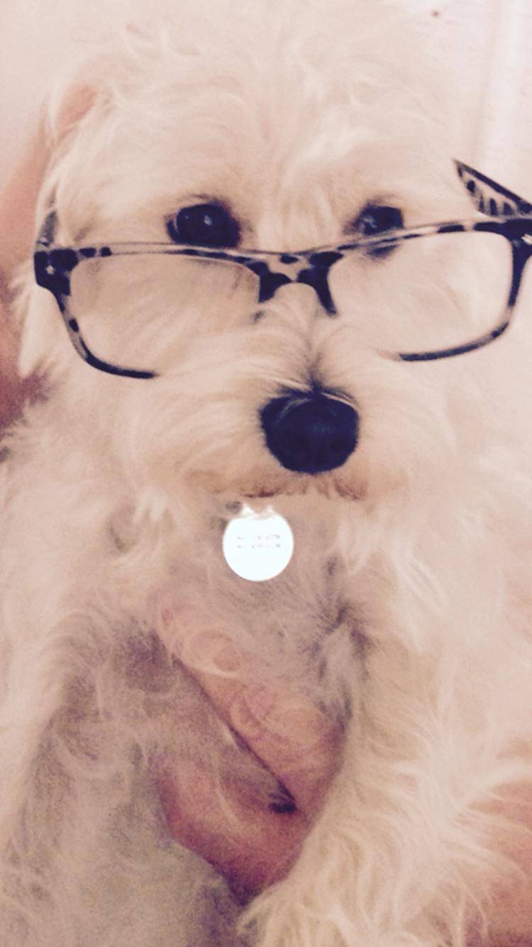Coco the Schnoodle looking studious | Scrolller