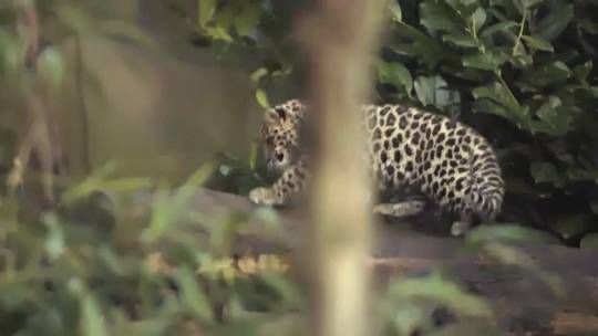 Colchester Zoo - Leopard Cubs source in comments | Scrolller