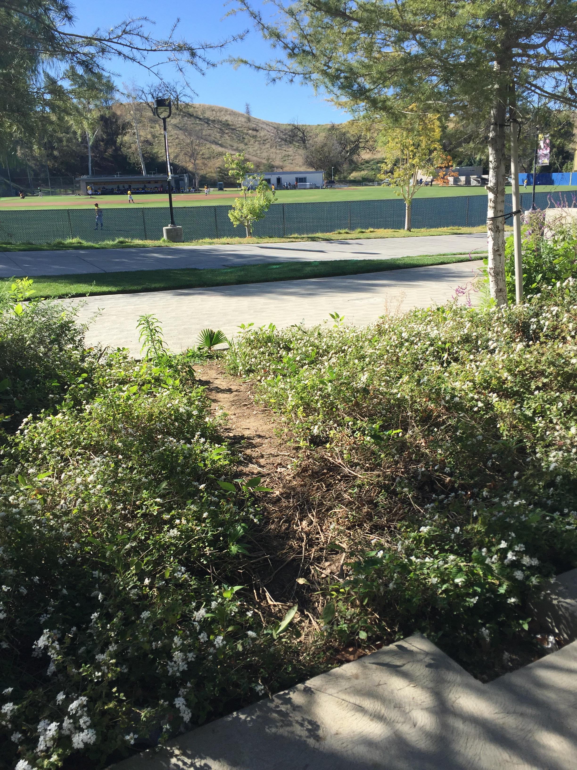 College desire path | Scrolller