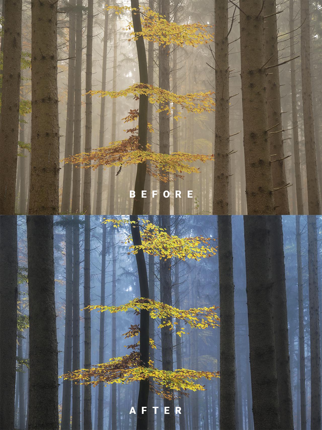 Color Contrast in the autumn forest | Scrolller