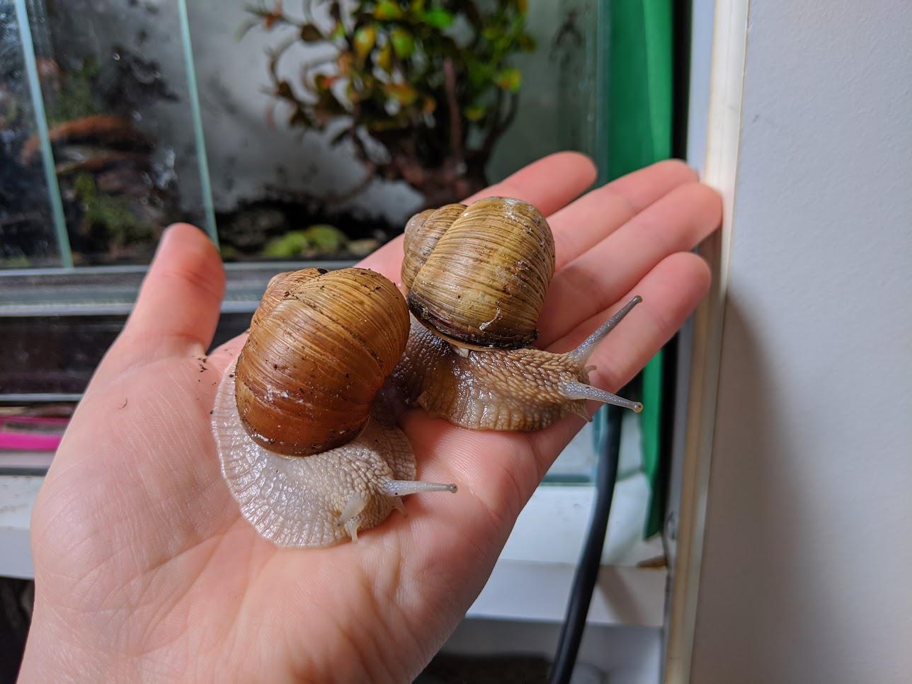 color variations in helix pomatia snails | Scrolller