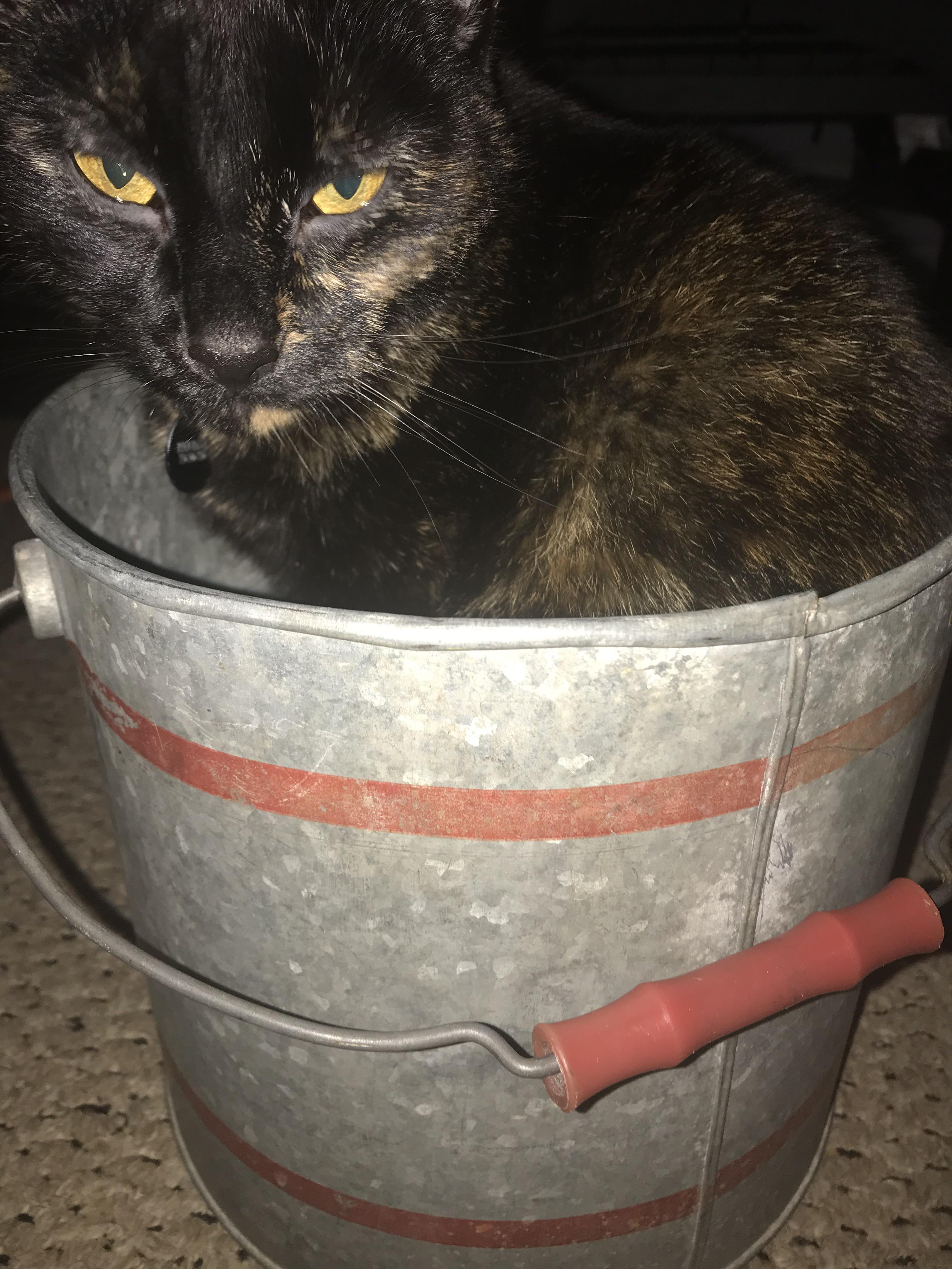 Bucket Cat | Scrolller