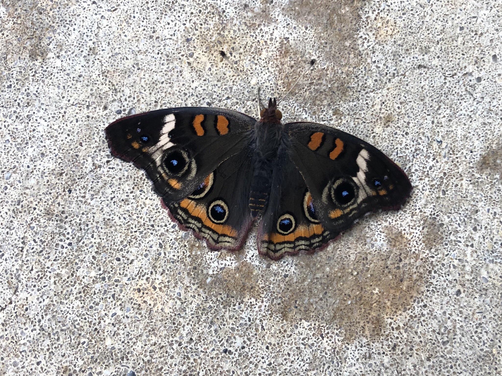Common Buckeye hatched yesterday | Scrolller