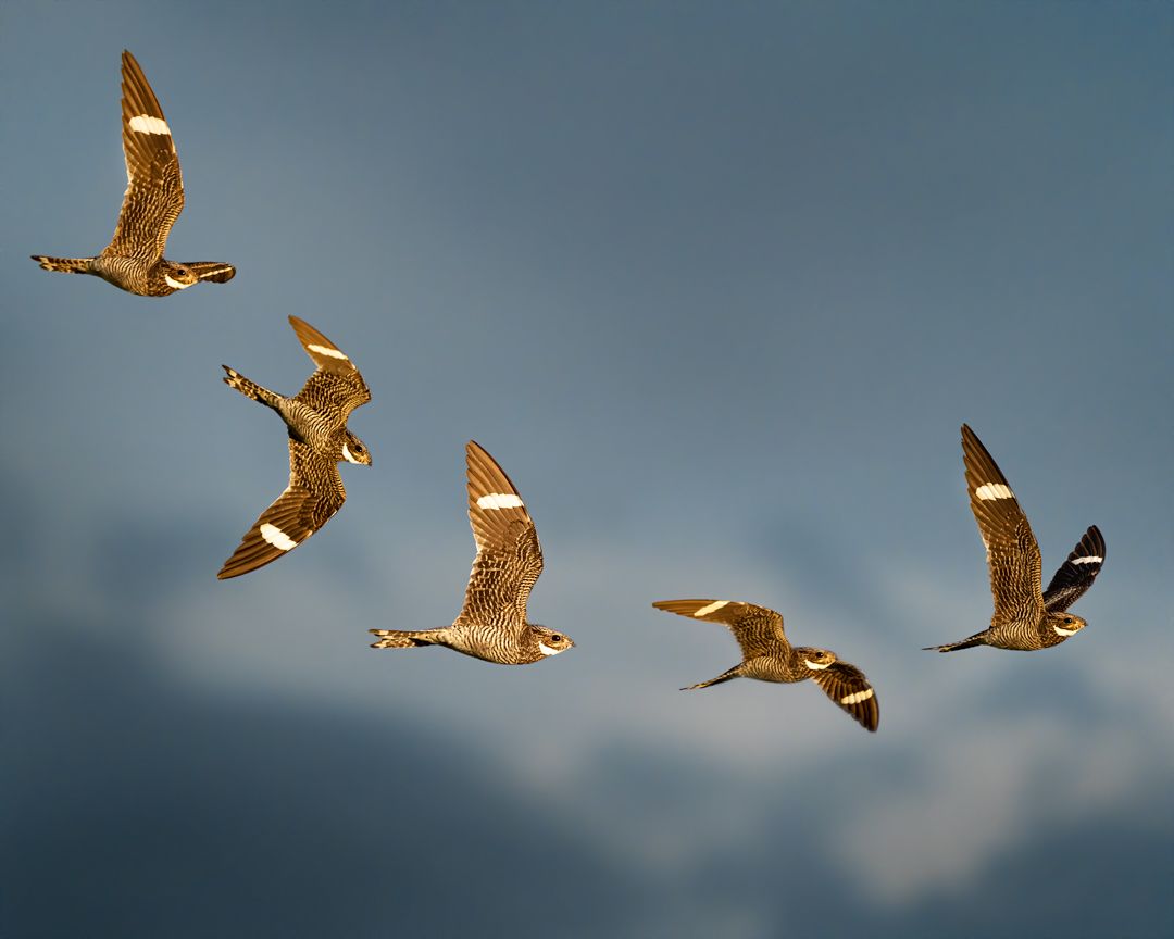 Common Nighthawk flight composite | Scrolller