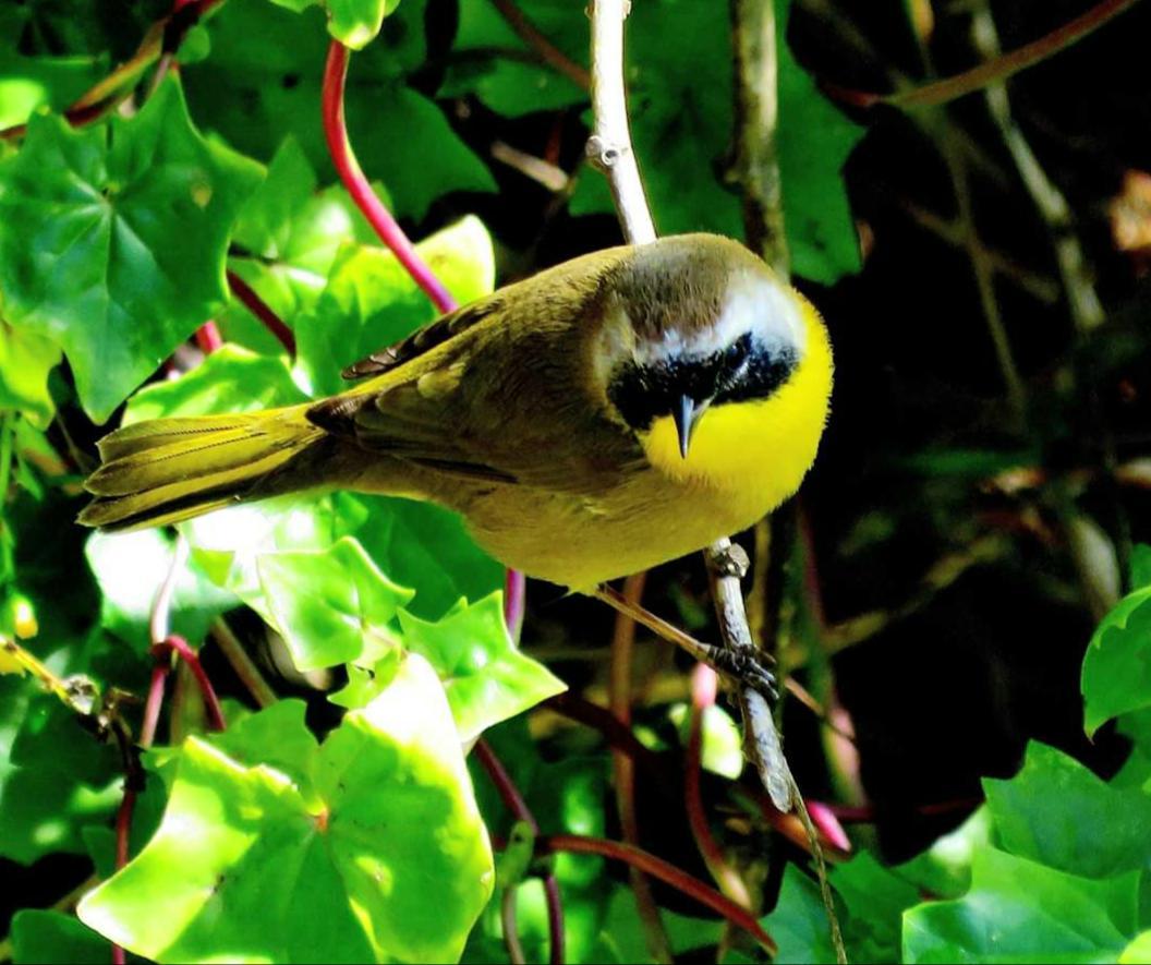 Common Yellowthroat. | Scrolller