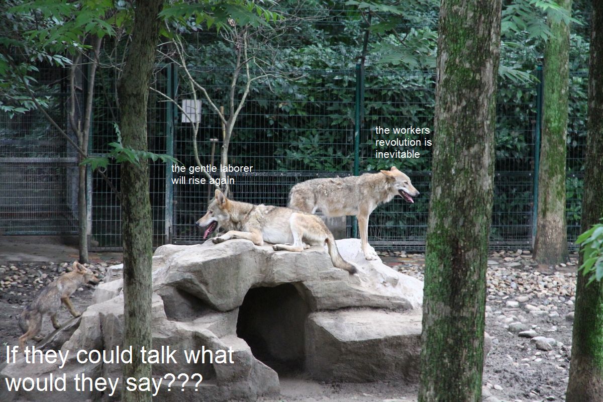 Communist wolves | Scrolller