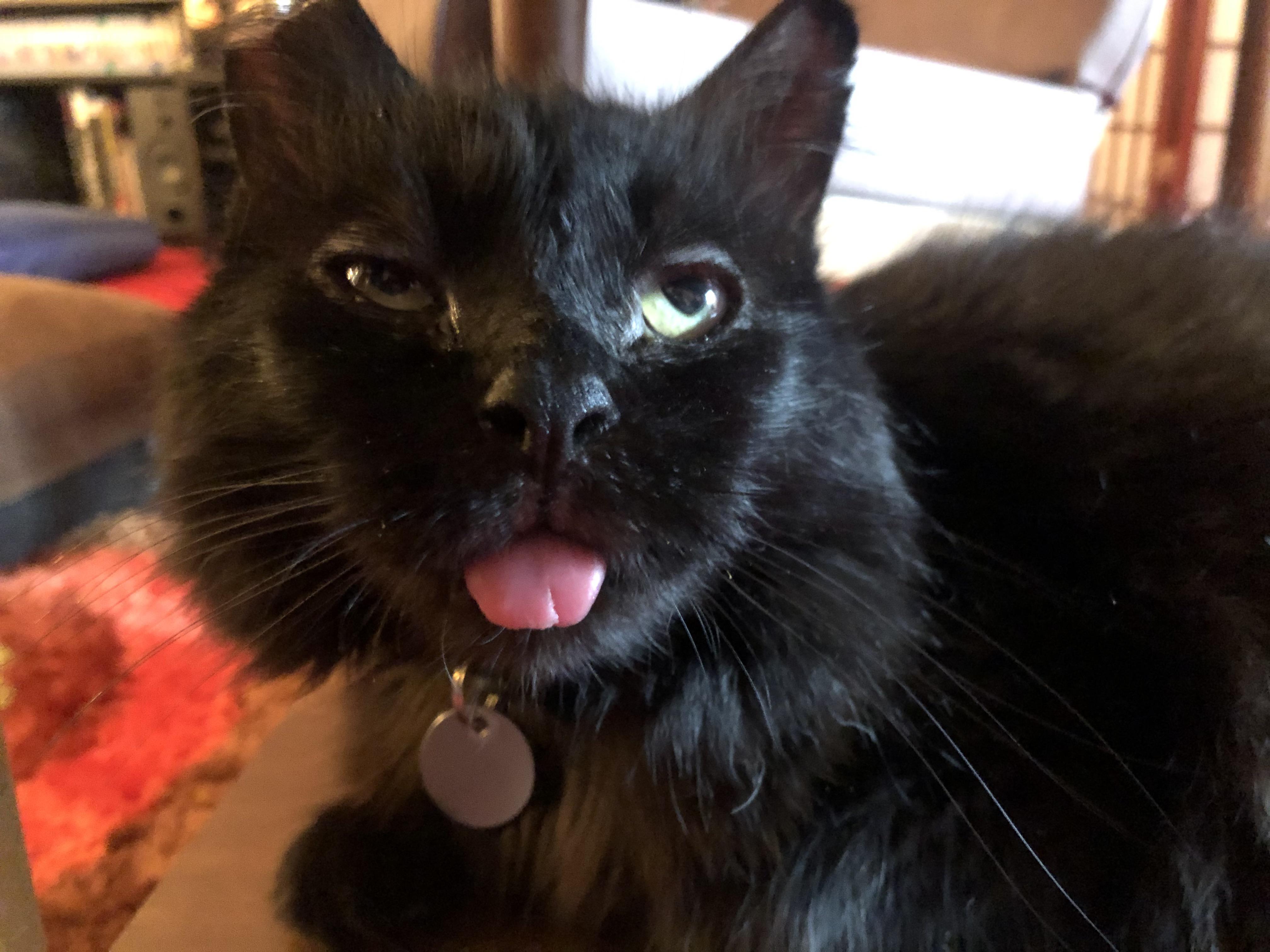 Completely normal cat | Scrolller