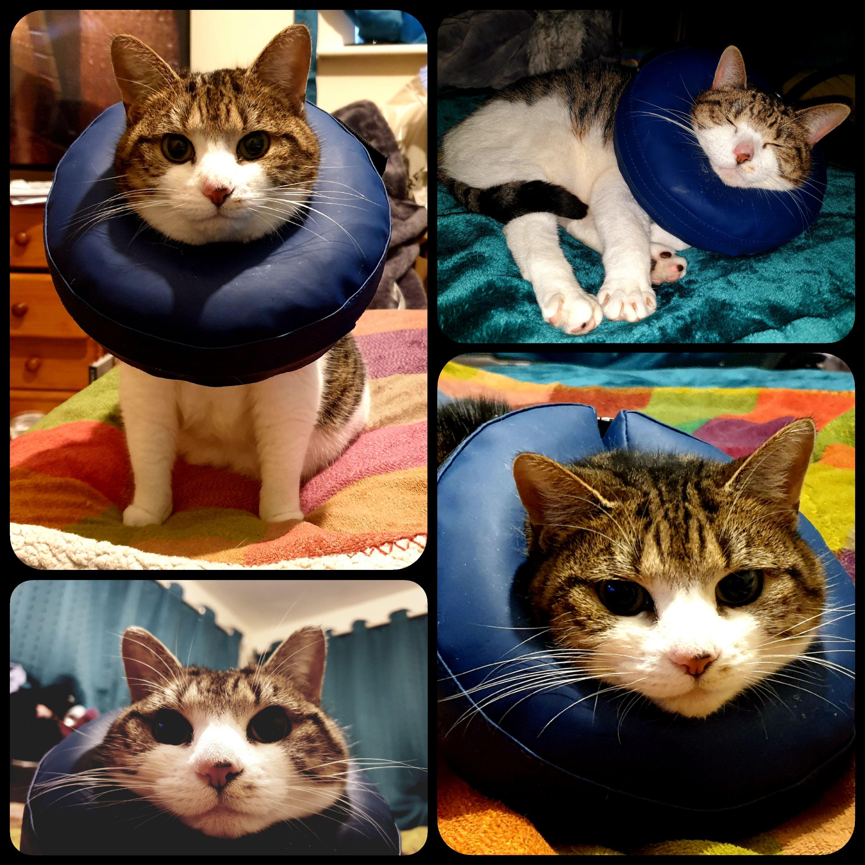 Cone of Shame comfort alternative | Scrolller