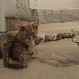 Conjoined cat line | Scrolller