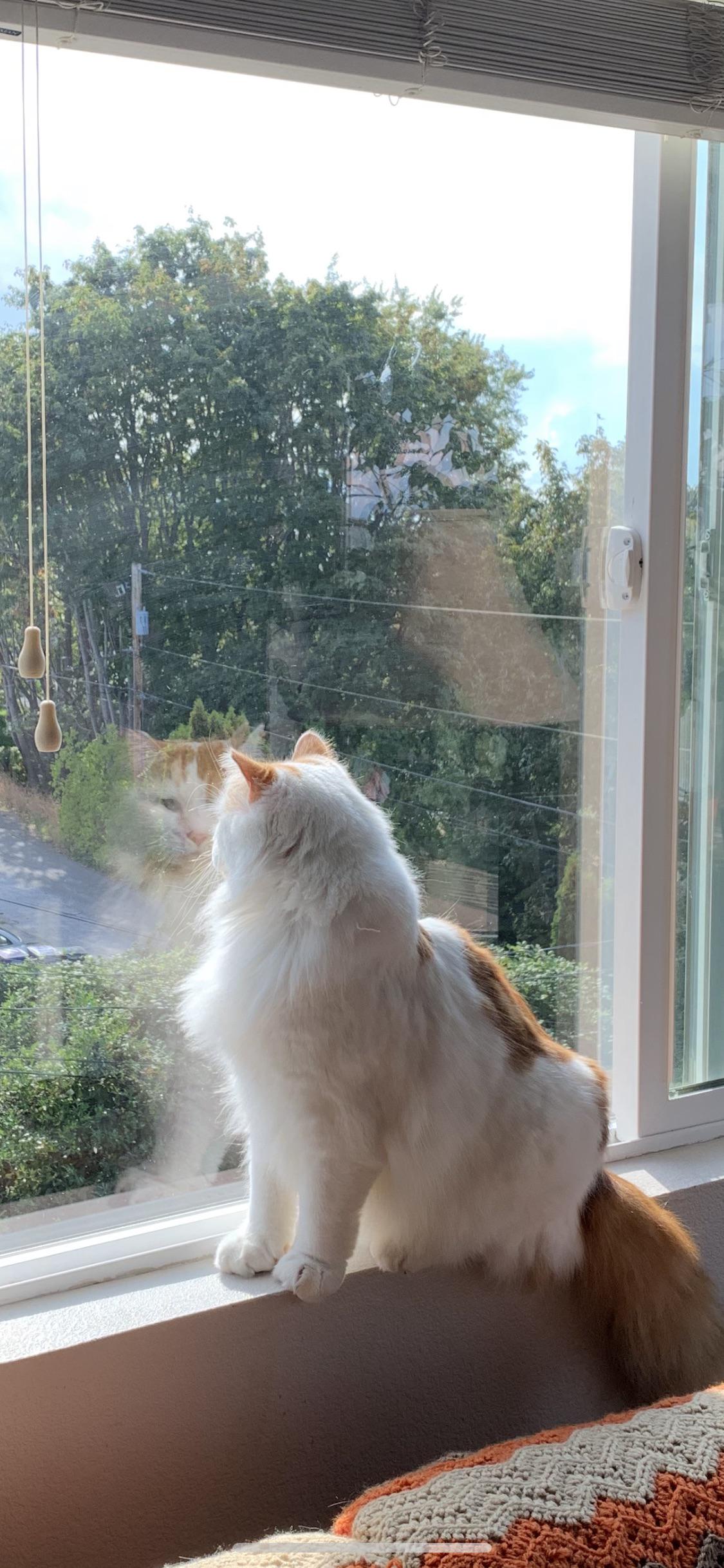 Contemplation | Scrolller