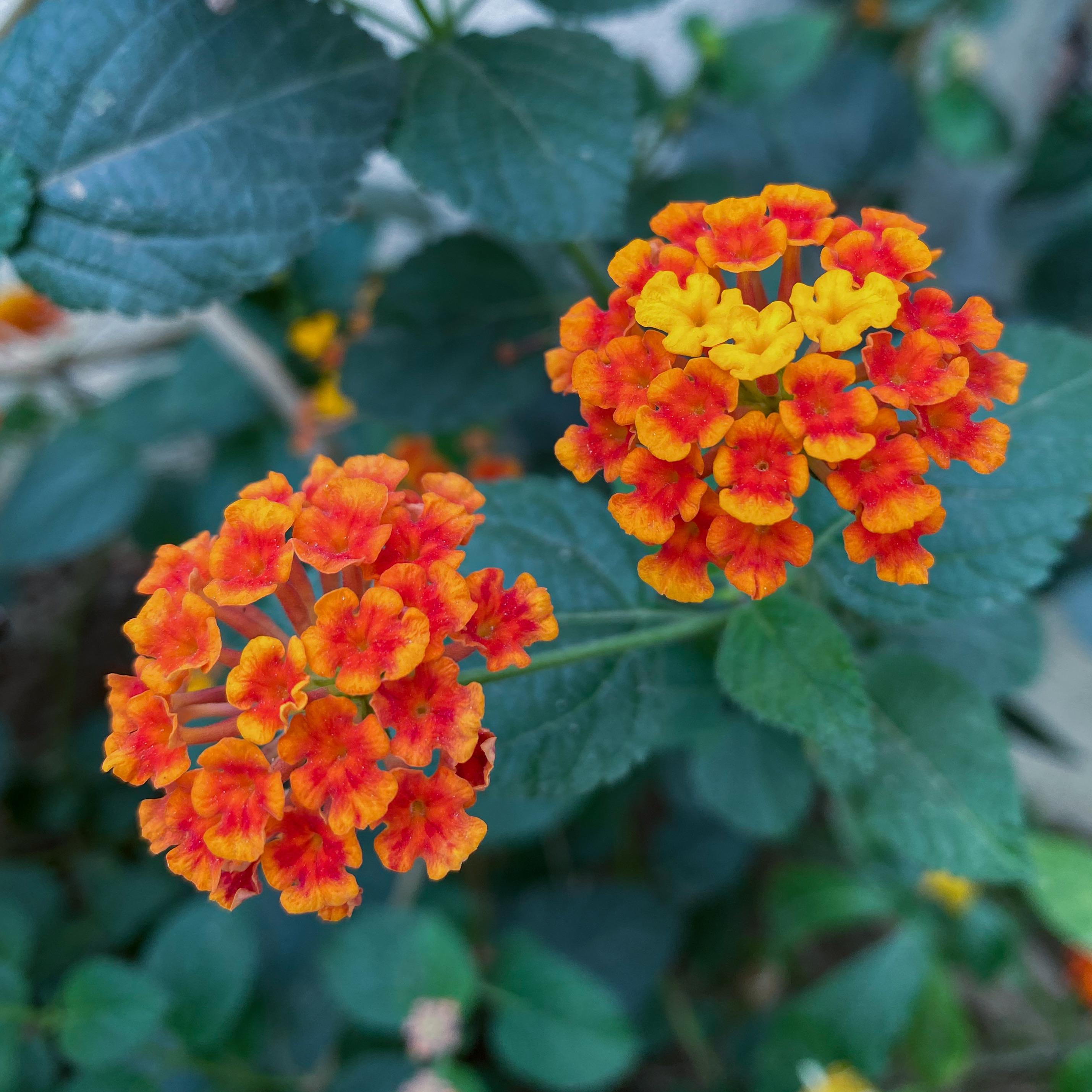 Continually impressed by the camera! | Scrolller