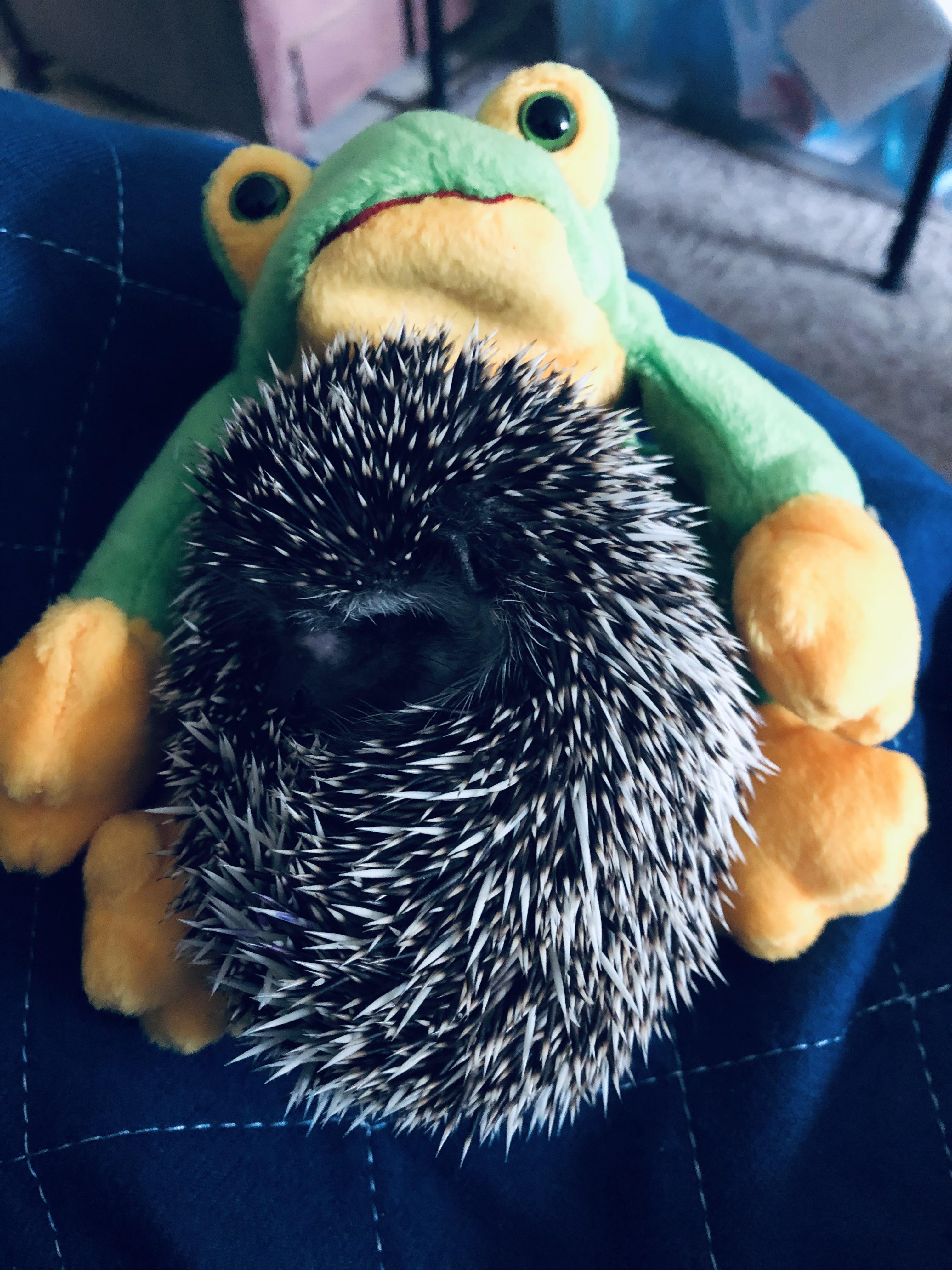 Cookie and Kermit | Scrolller