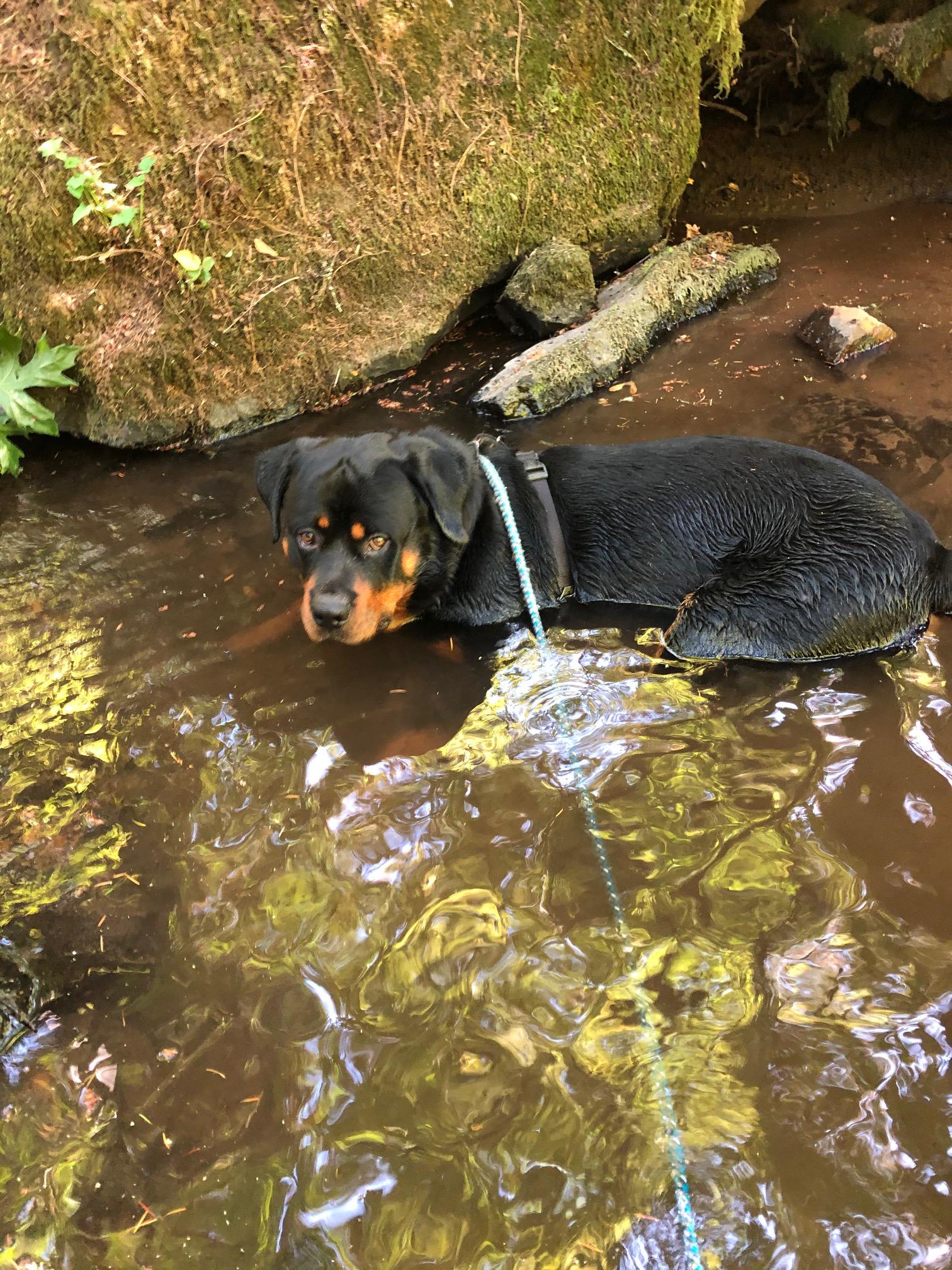 Cooling Off Scrolller