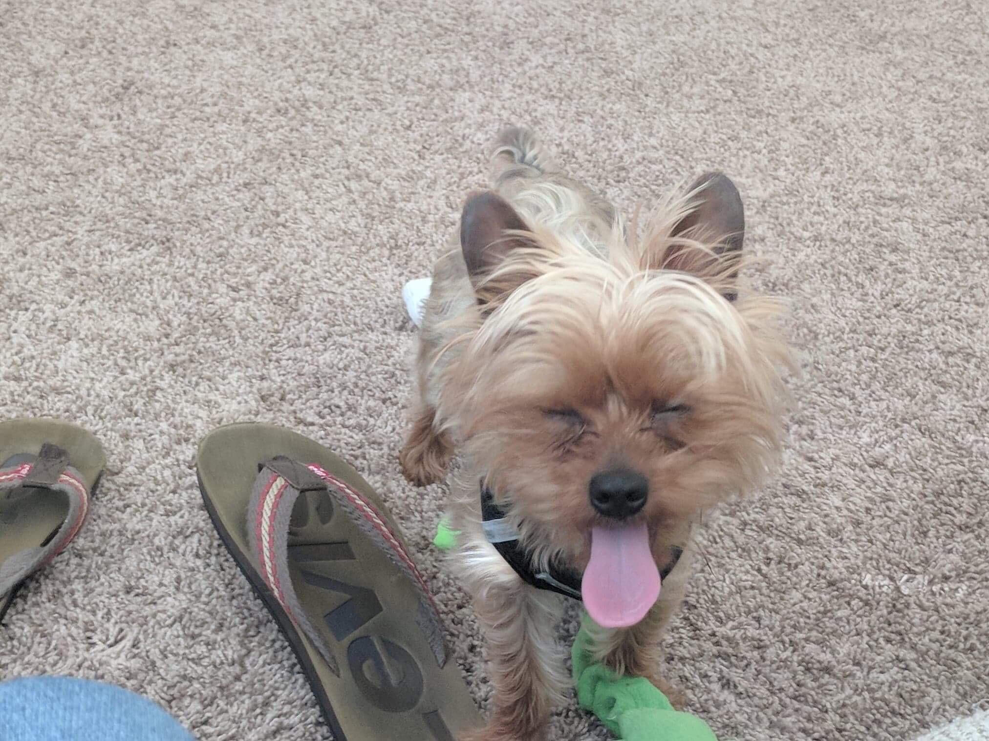 Coopers bloop excited to see his uncle. | Scrolller