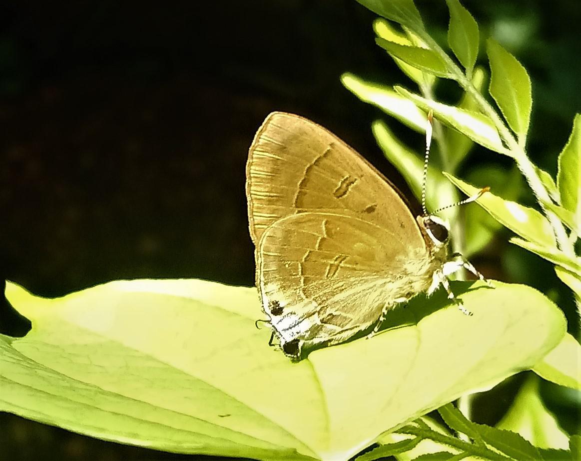 Copper Flash cocoon has eclosed! | Scrolller