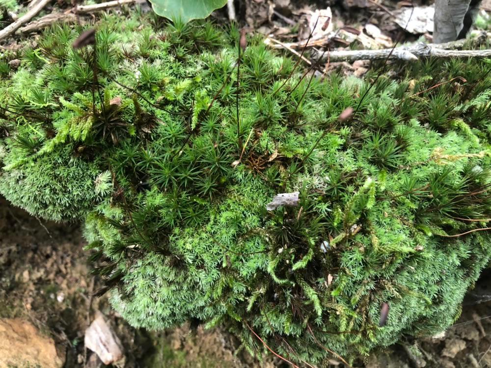 Coral Reef of Moss | Scrolller