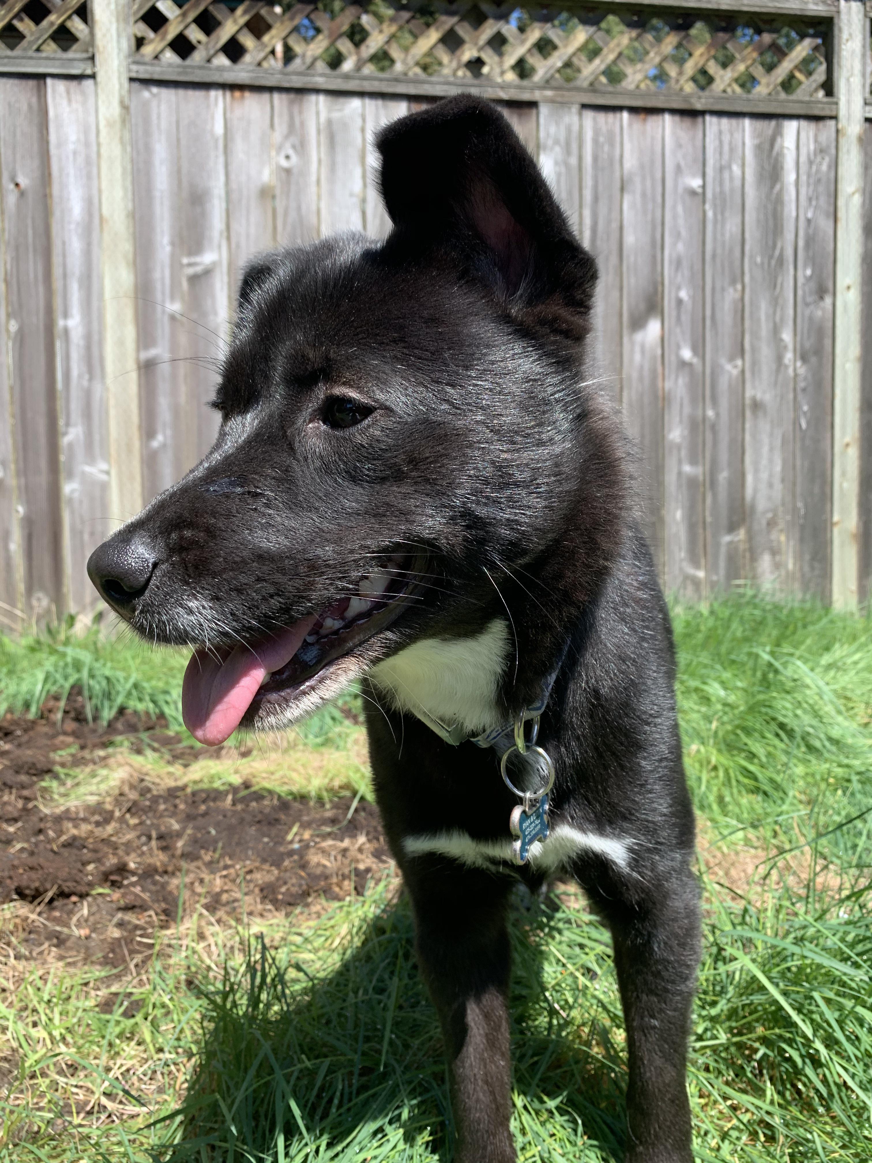 Corellia soaking up the sun | Scrolller