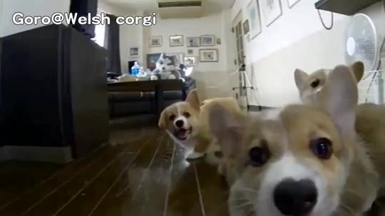 Corgi Attack | Scrolller