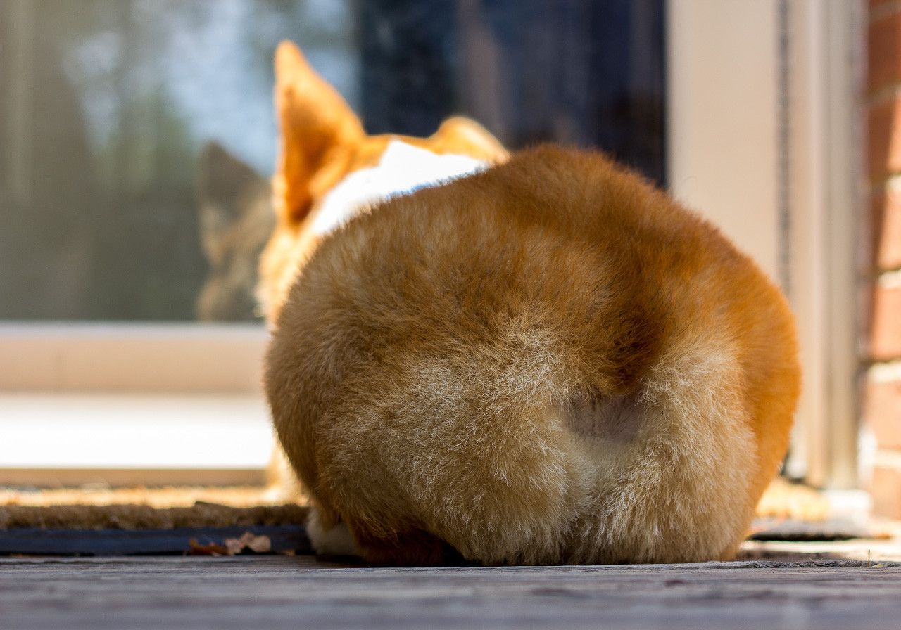 Corgi butts drive me nuts! | Scrolller