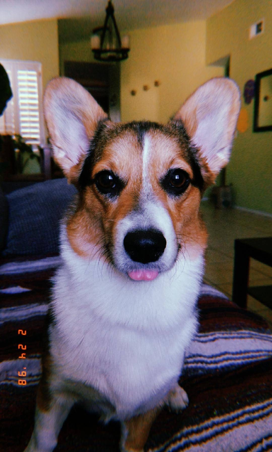 Corgi derp. | Scrolller