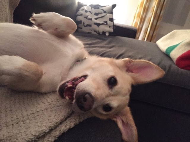 Corgi mix loving her new fureva home. | Scrolller