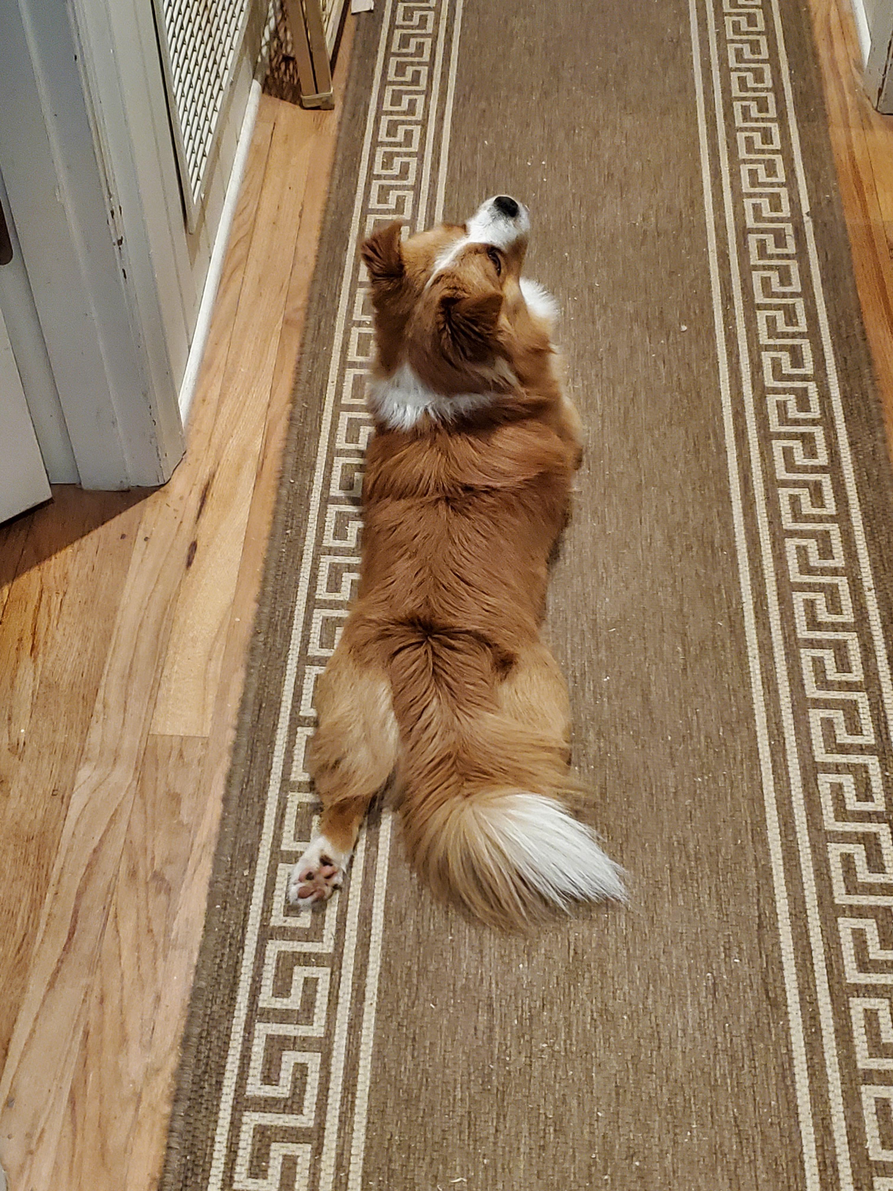 Corgi sploot with a fox tail | Scrolller