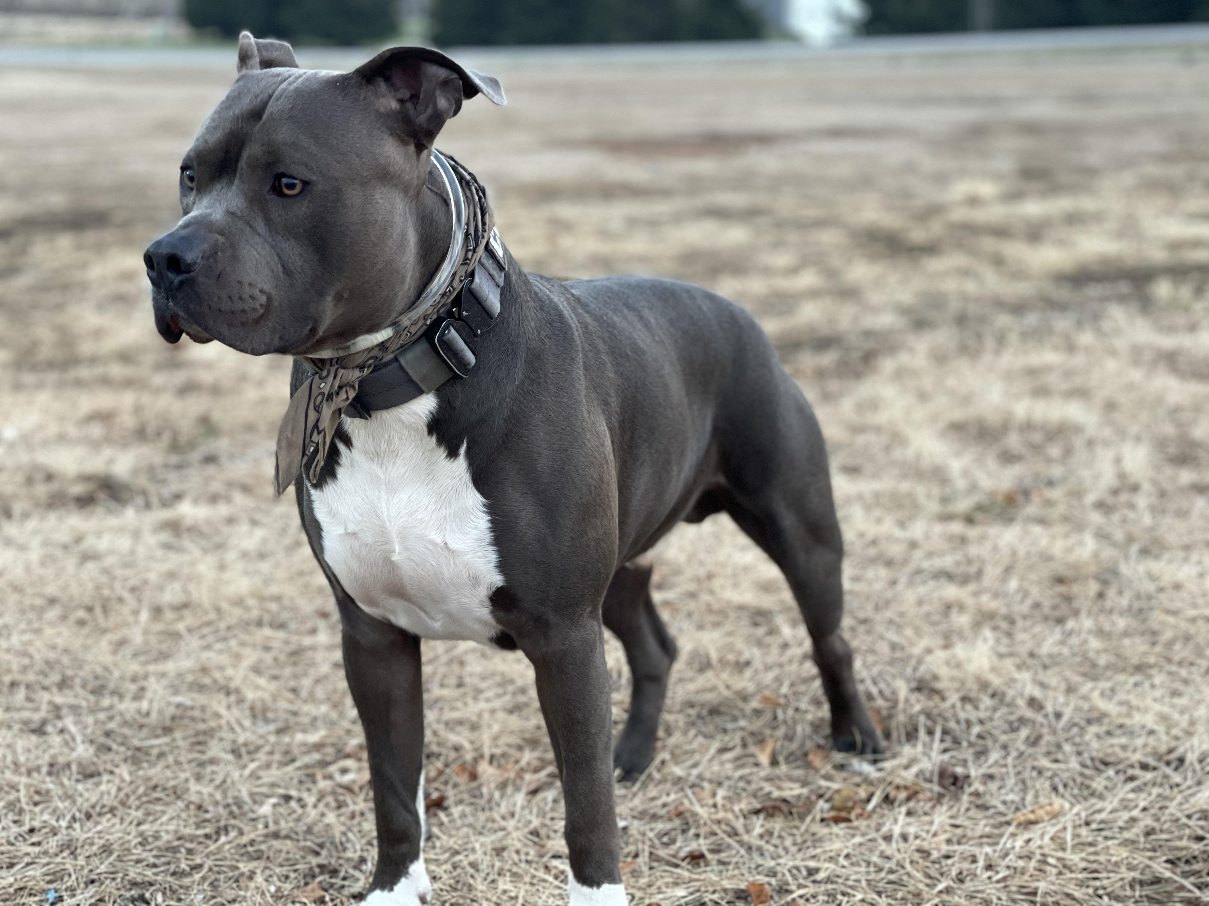 Cosmo on high alert. | Scrolller