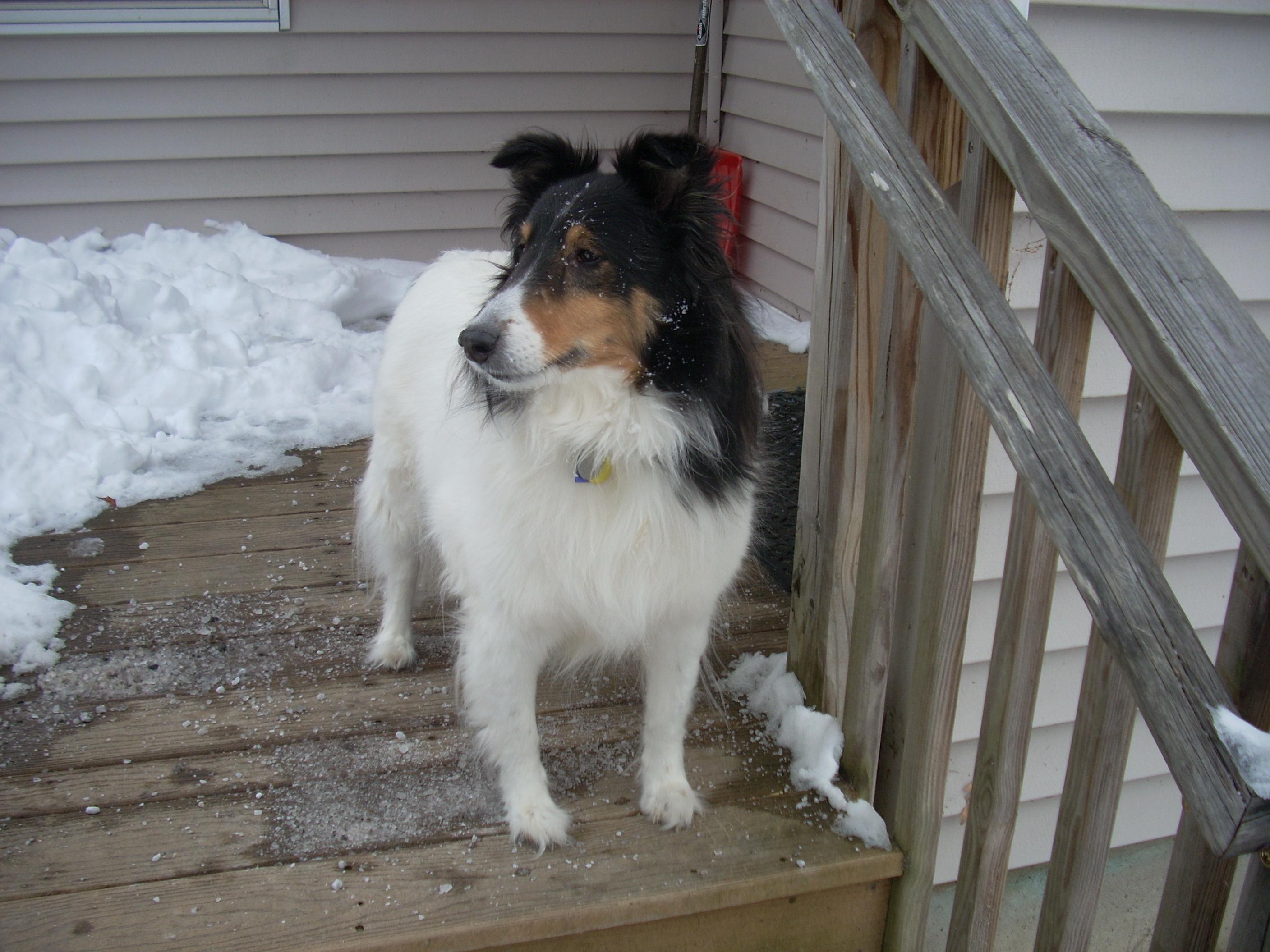 Cosmo, RIP 2006-2018 | Scrolller