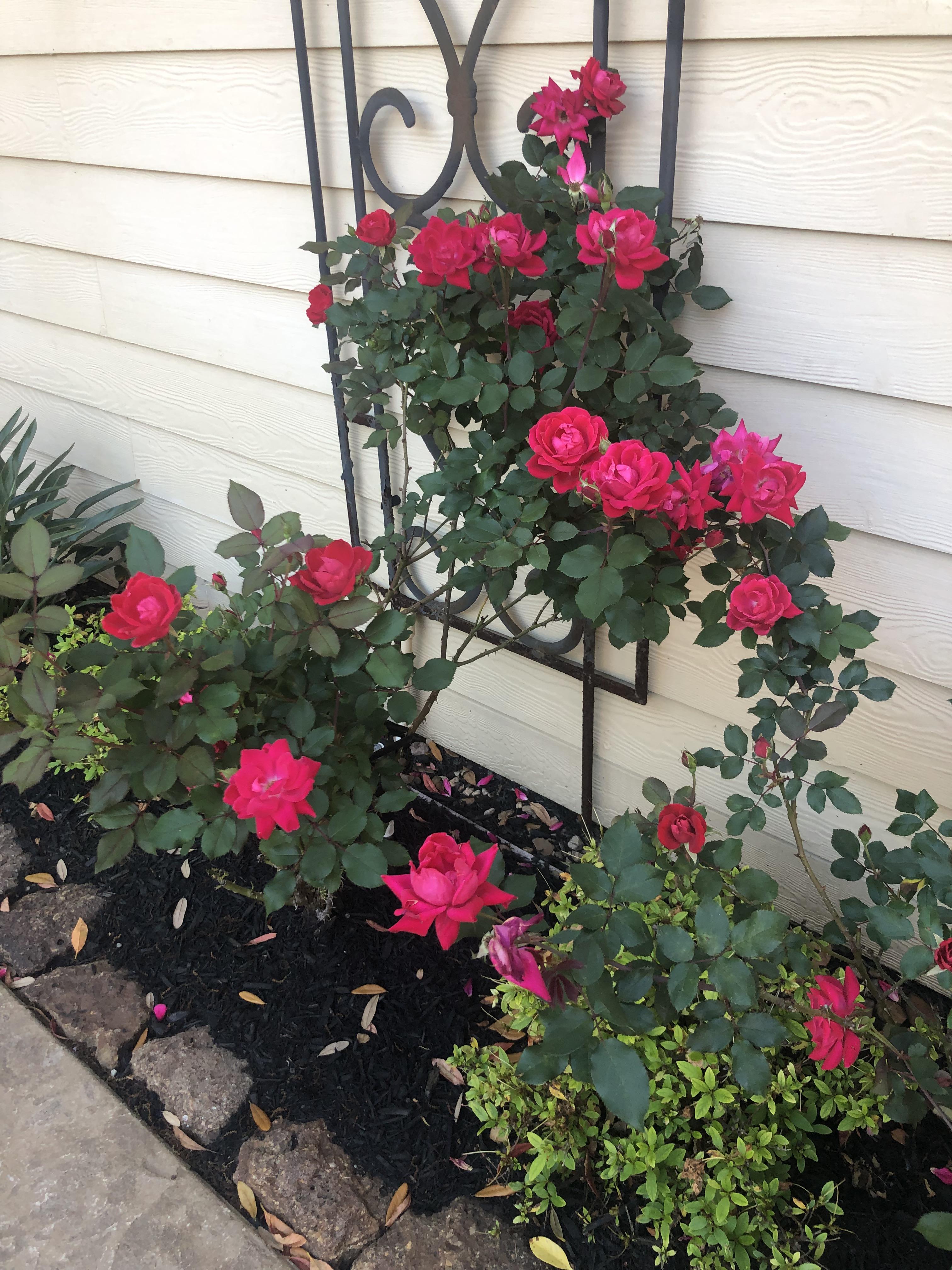 Costco Knockout Roses - One year later! | Scrolller